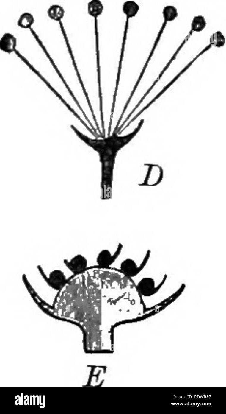 . Elements of botany. Botany; Botany. VJ •^ / / •^ ^ /. Fig. 113 ...