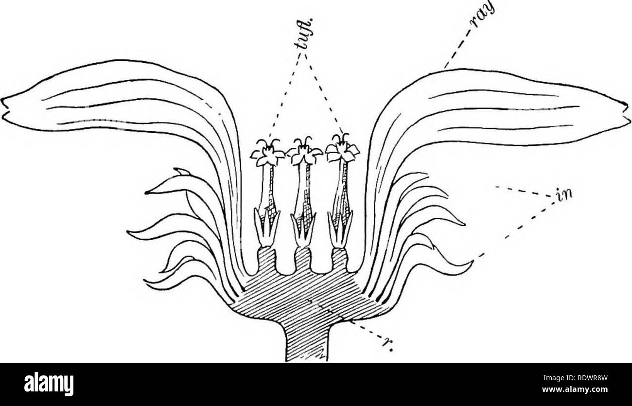 . Elements of botany. Botany; Botany. 134 ELEMENTS OP BOTANY. most ...