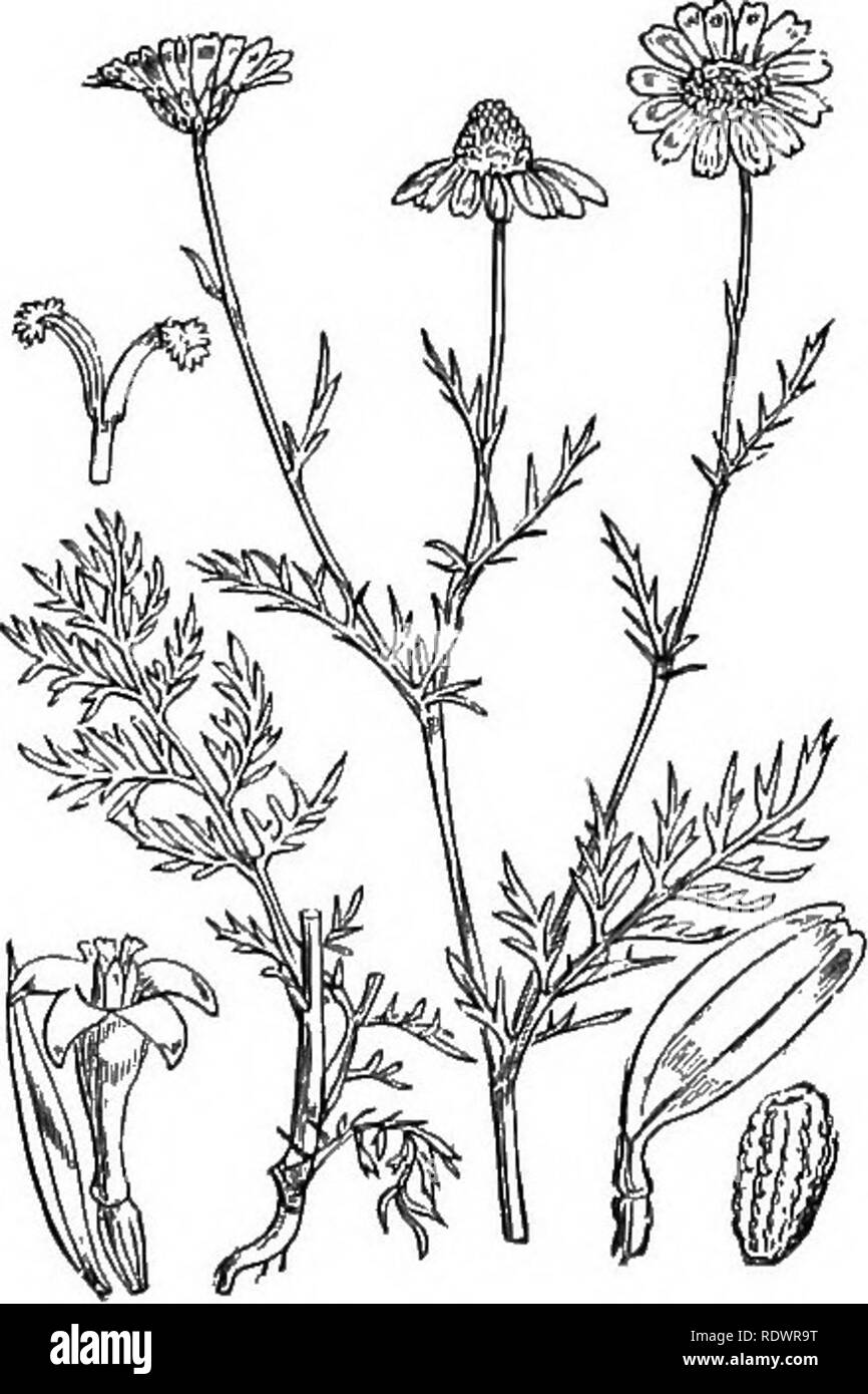 British wild flora Black and White Stock Photos & Images - Alamy