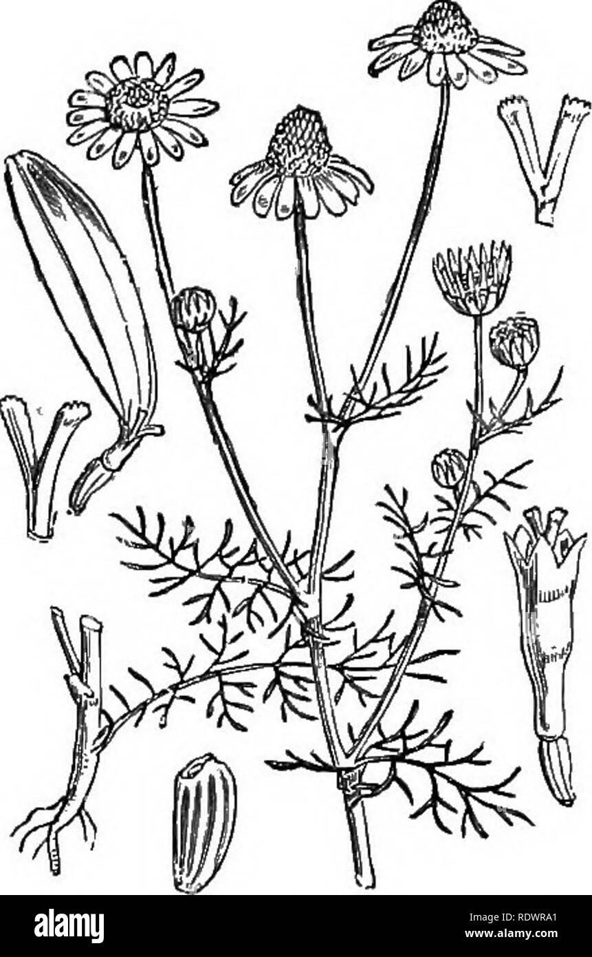 Matricaria Inodora High Resolution Stock Photography and Images - Alamy