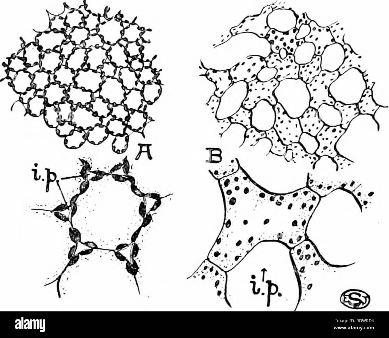 . An introduction to the structure and reproduction of plants. Plant ...