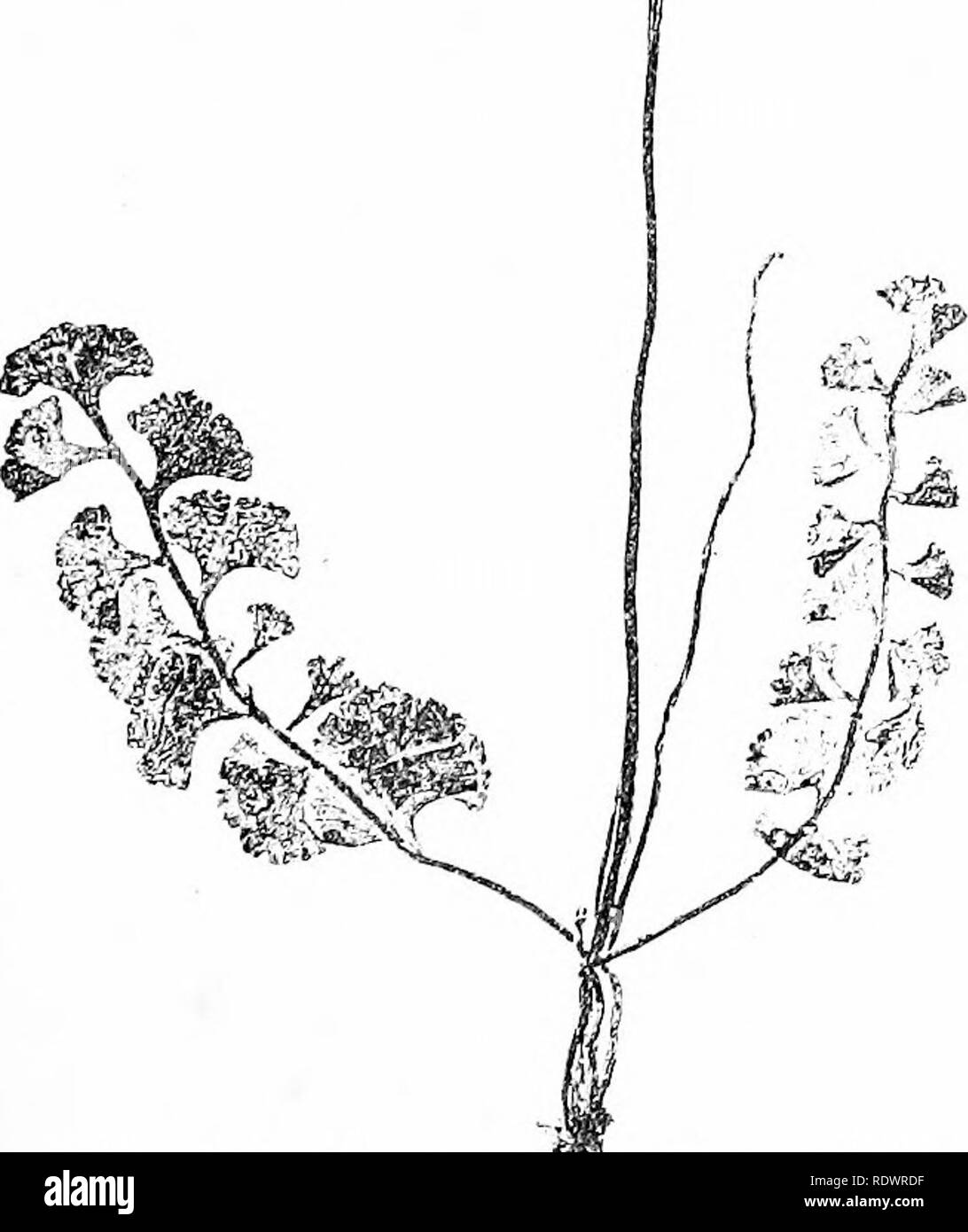 St gi Black and White Stock Photos & Images - Alamy