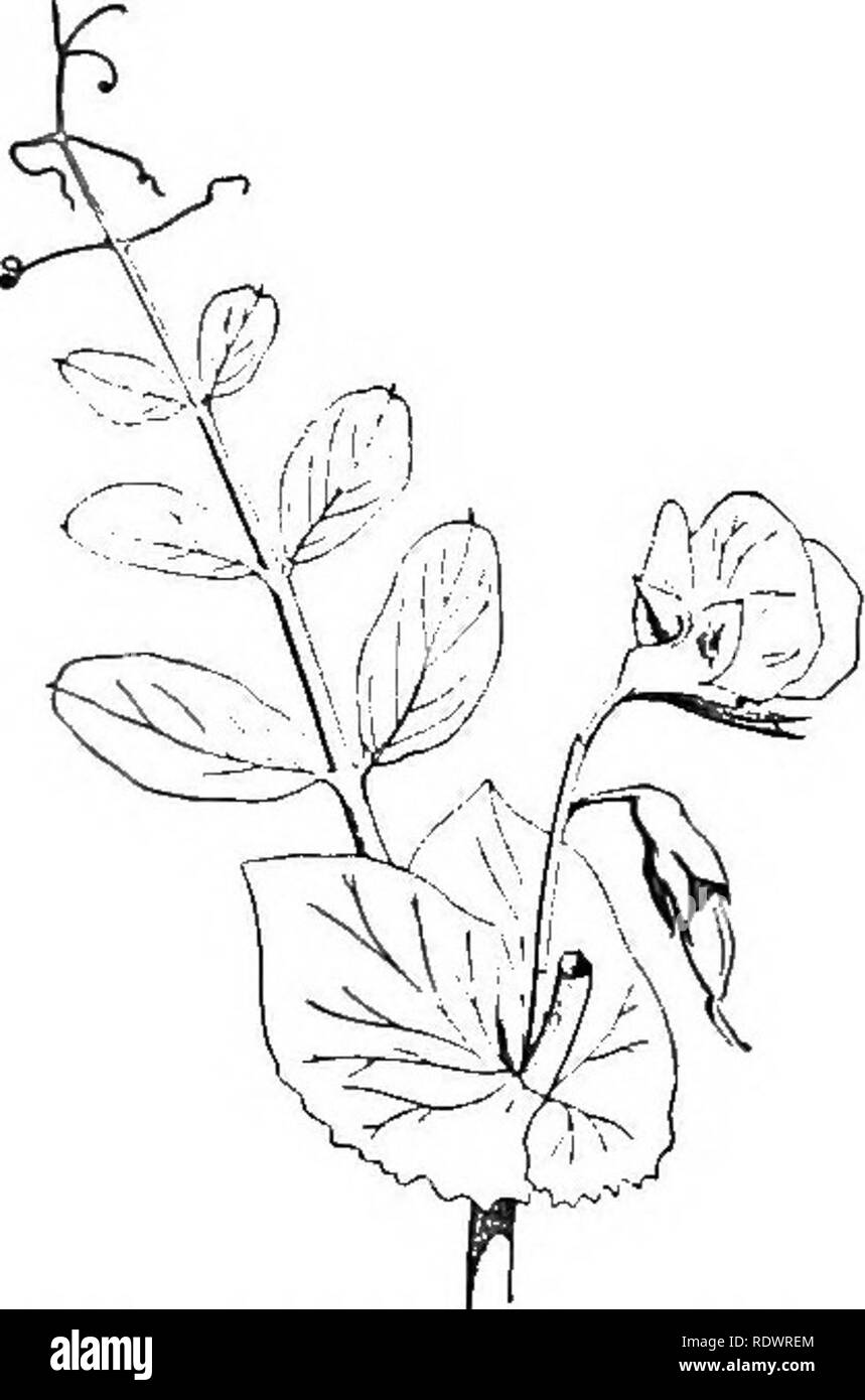 . Elements of botany. Botany; Botany. FiG. 90. —Branch of a Euphor- bia ...