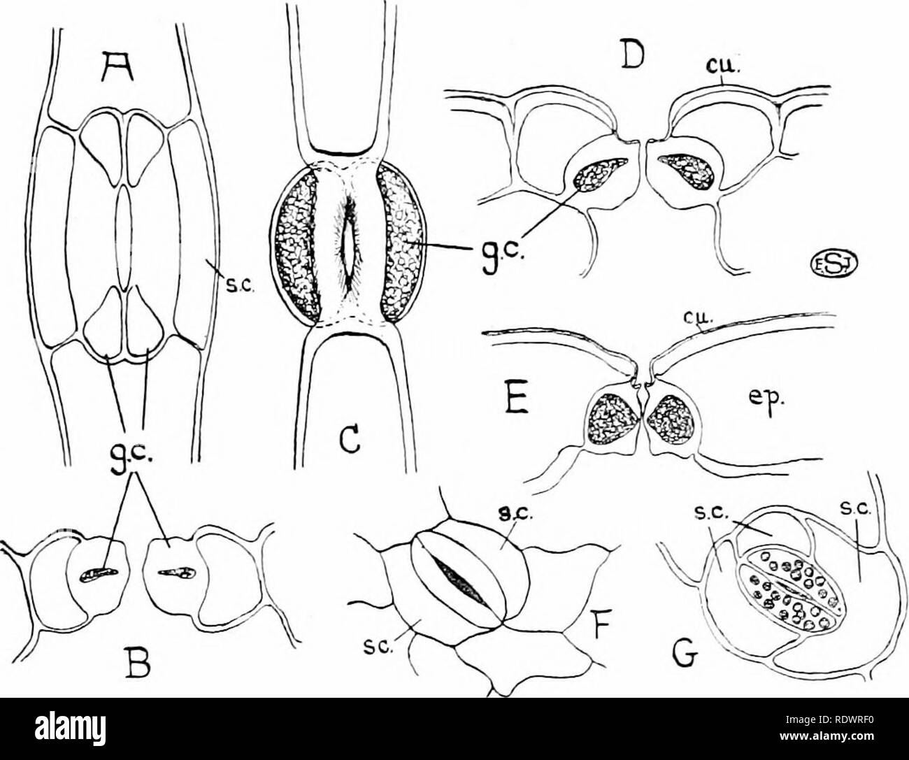 . An introduction to the structure and reproduction of plants. Plant ...