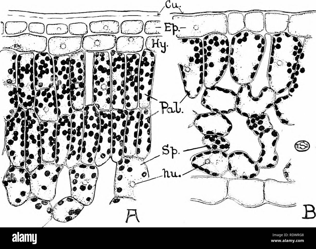 . An introduction to the structure and reproduction of plants. Plant ...
