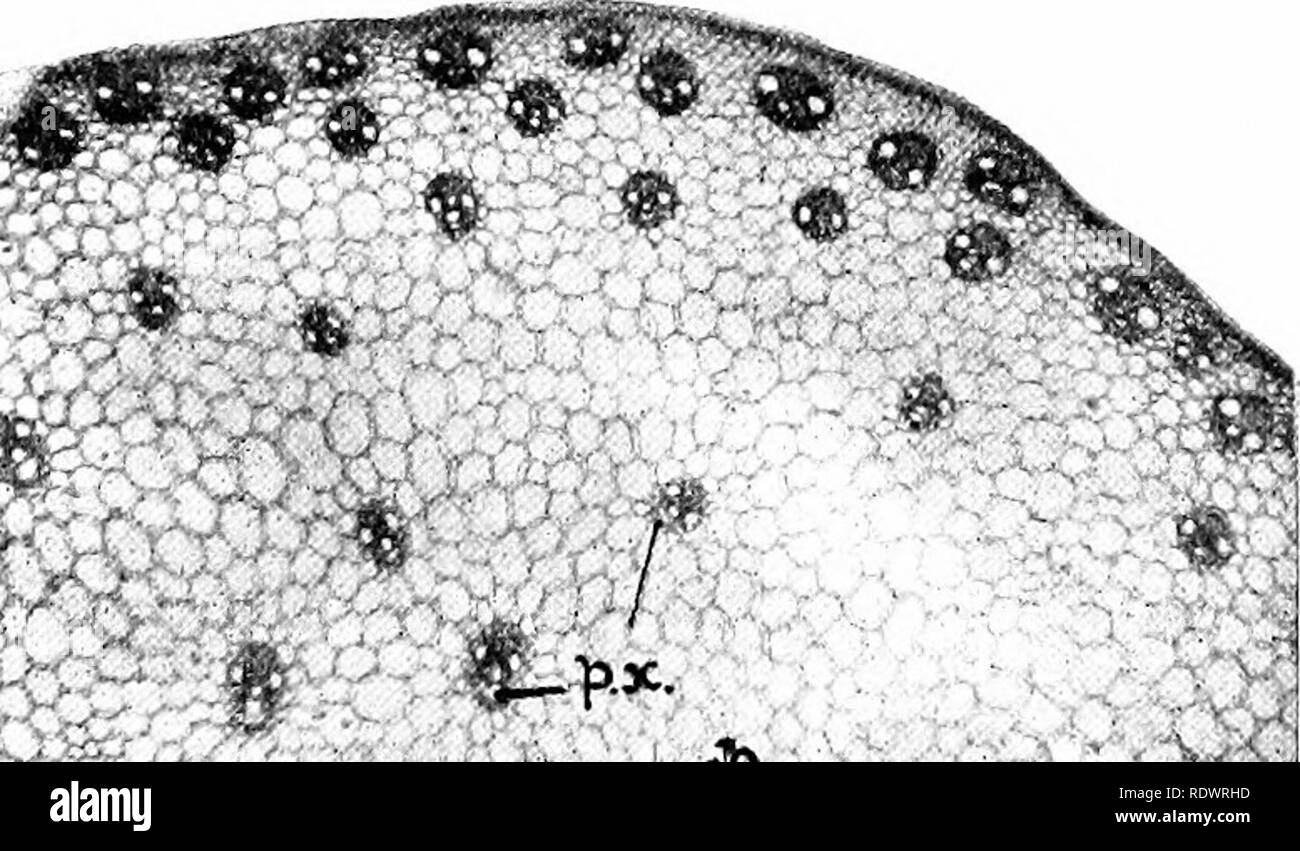 Monocotyledonous plant Black and White Stock Photos & Images - Alamy