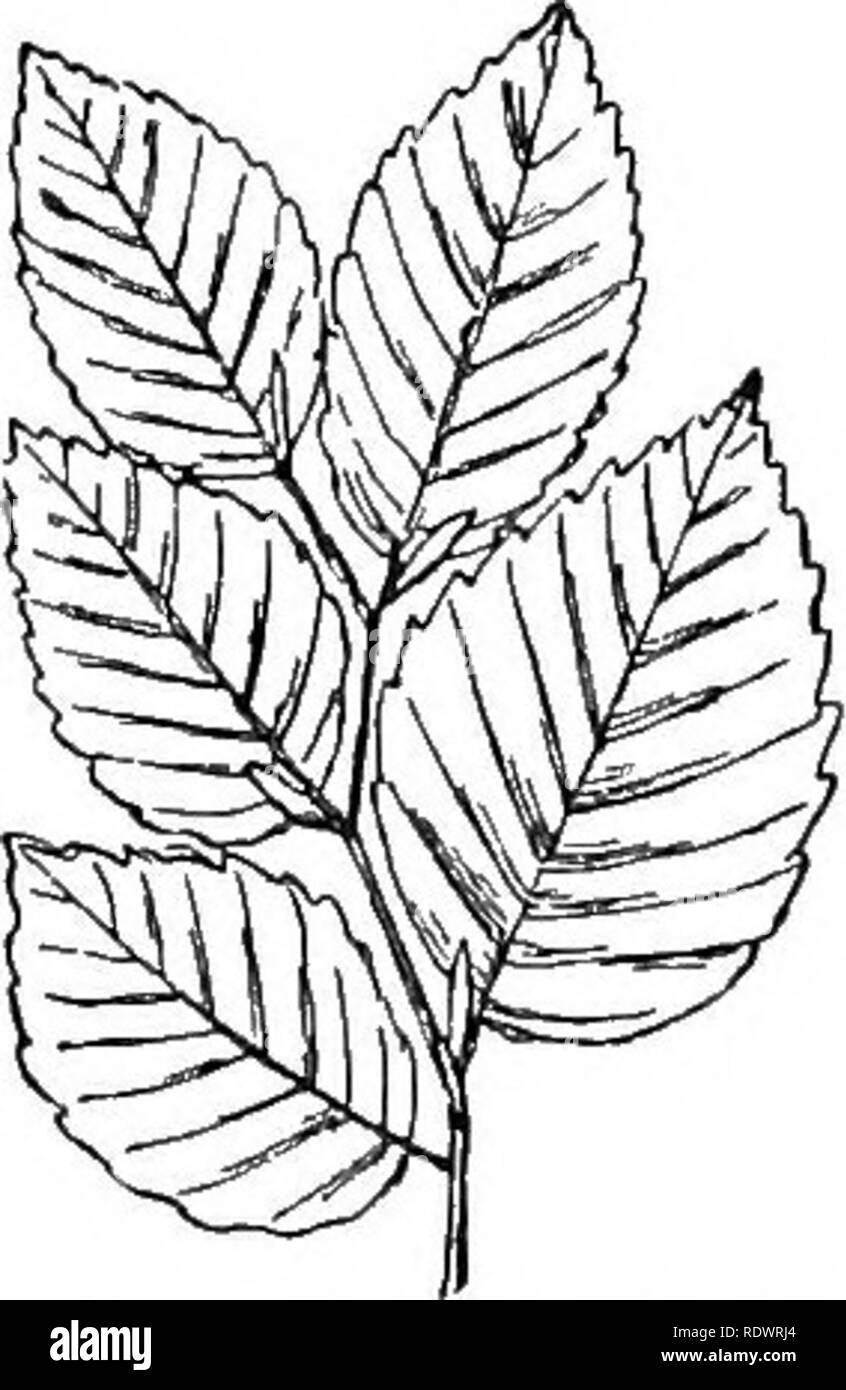 Alternate Leaves
