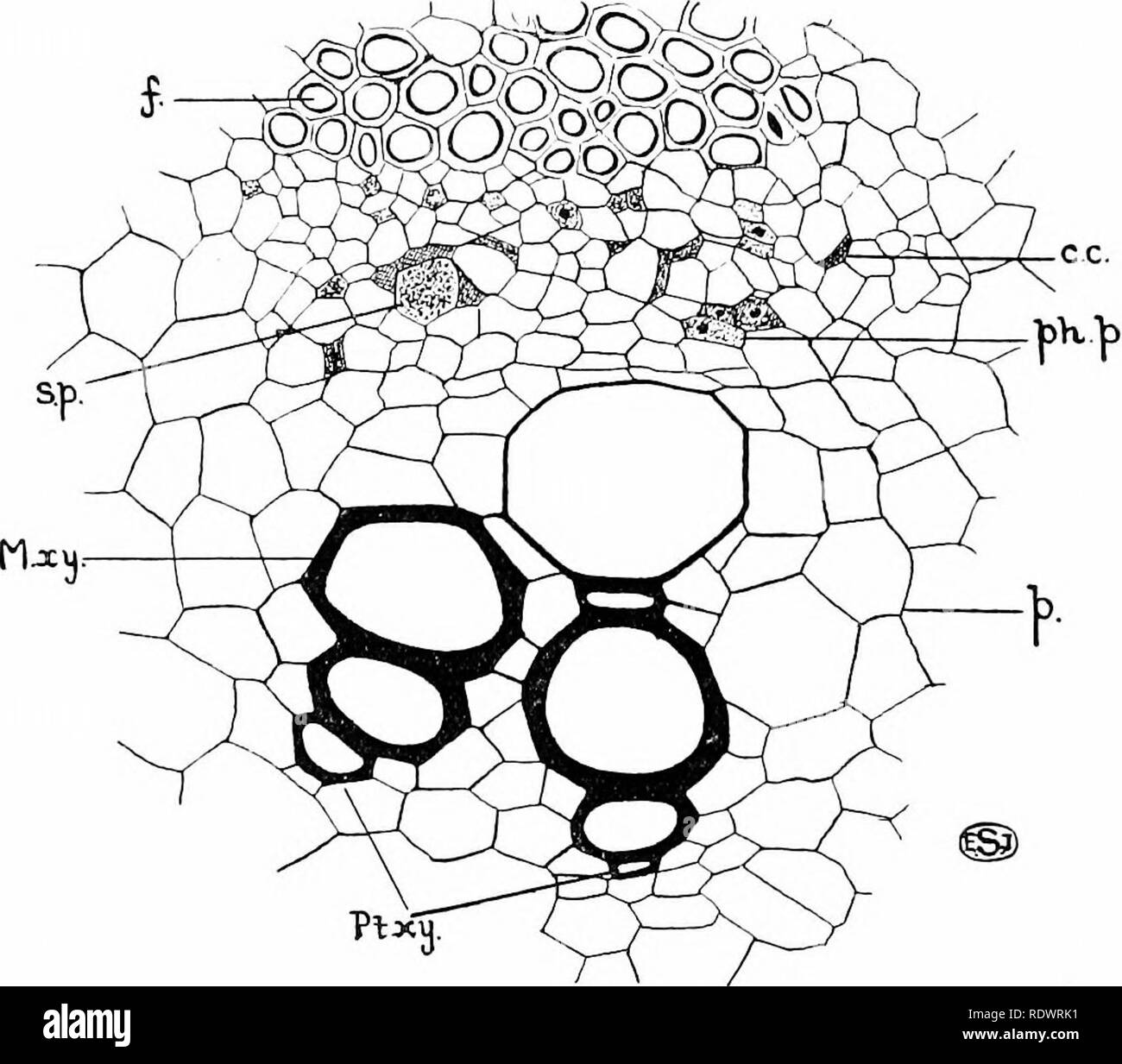 . An introduction to the structure and reproduction of plants. Plant ...