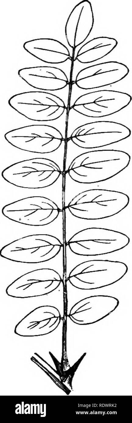 Once Pinnately Compound Leaf