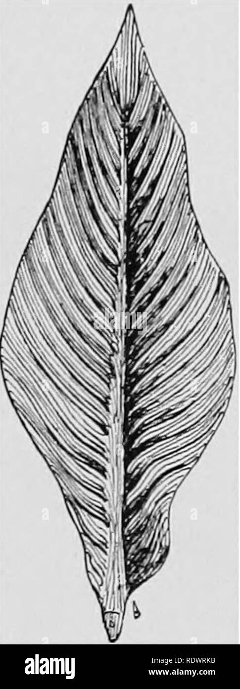 Netted vein hi-res stock photography and images - Alamy