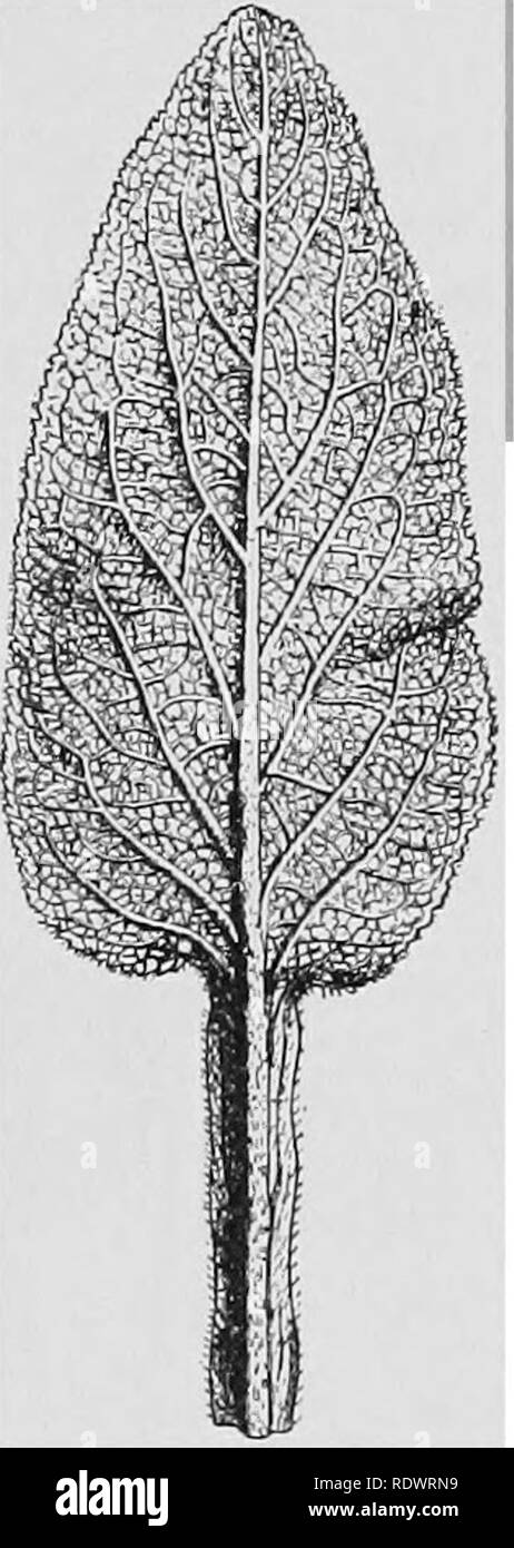 Dentate leaf margins hi-res stock photography and images - Alamy