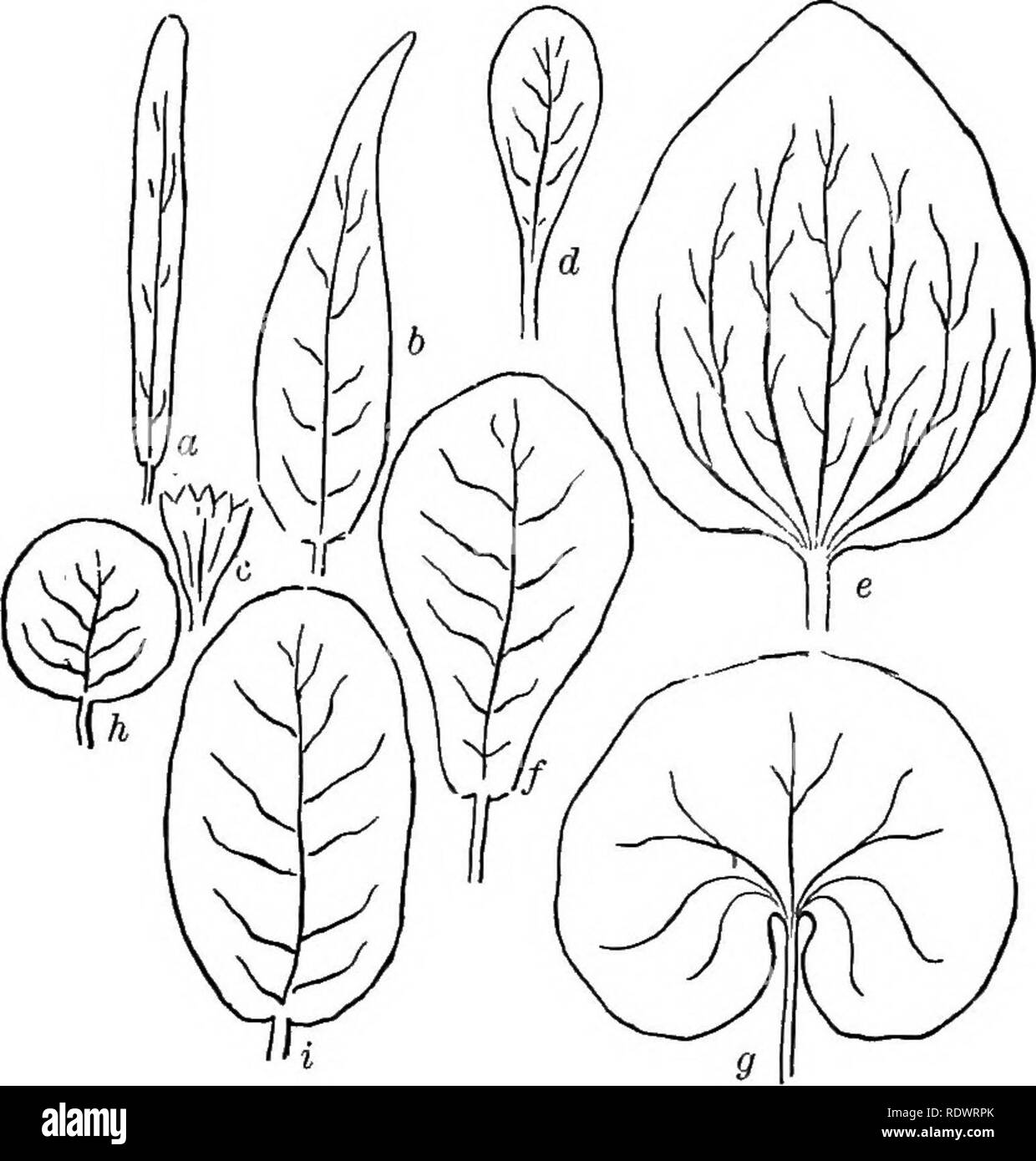 Obovate Spatulate High Resolution Stock Photography and Images - Alamy