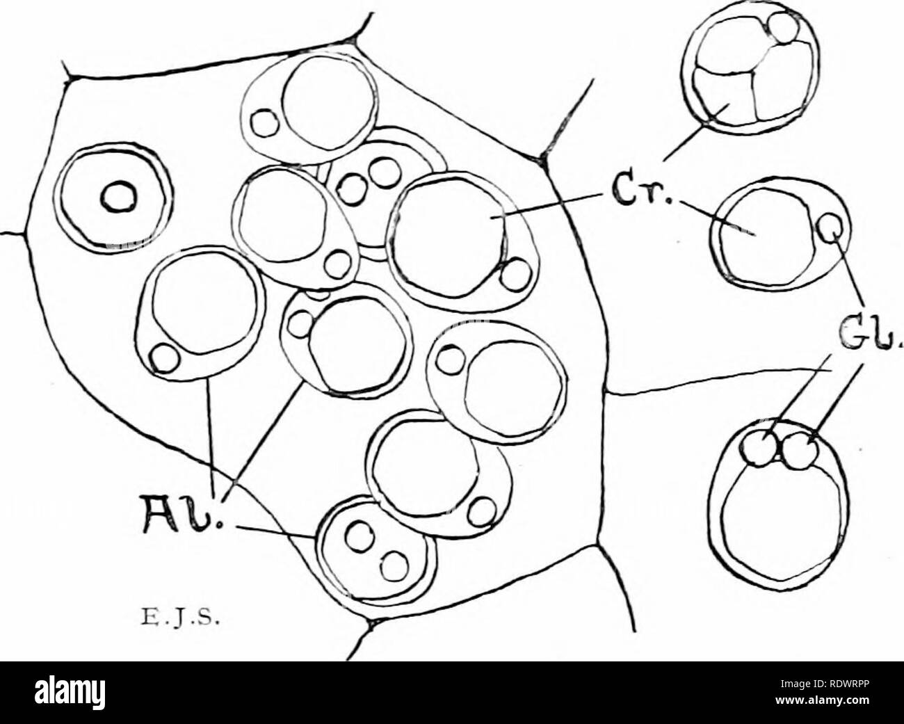. An introduction to the structure and reproduction of plants. Plant ...