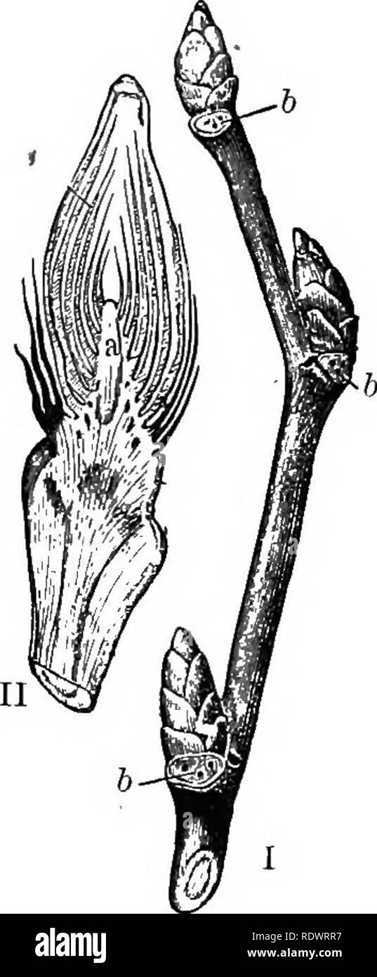 Cherry bud twig Black and White Stock Photos & Images - Alamy