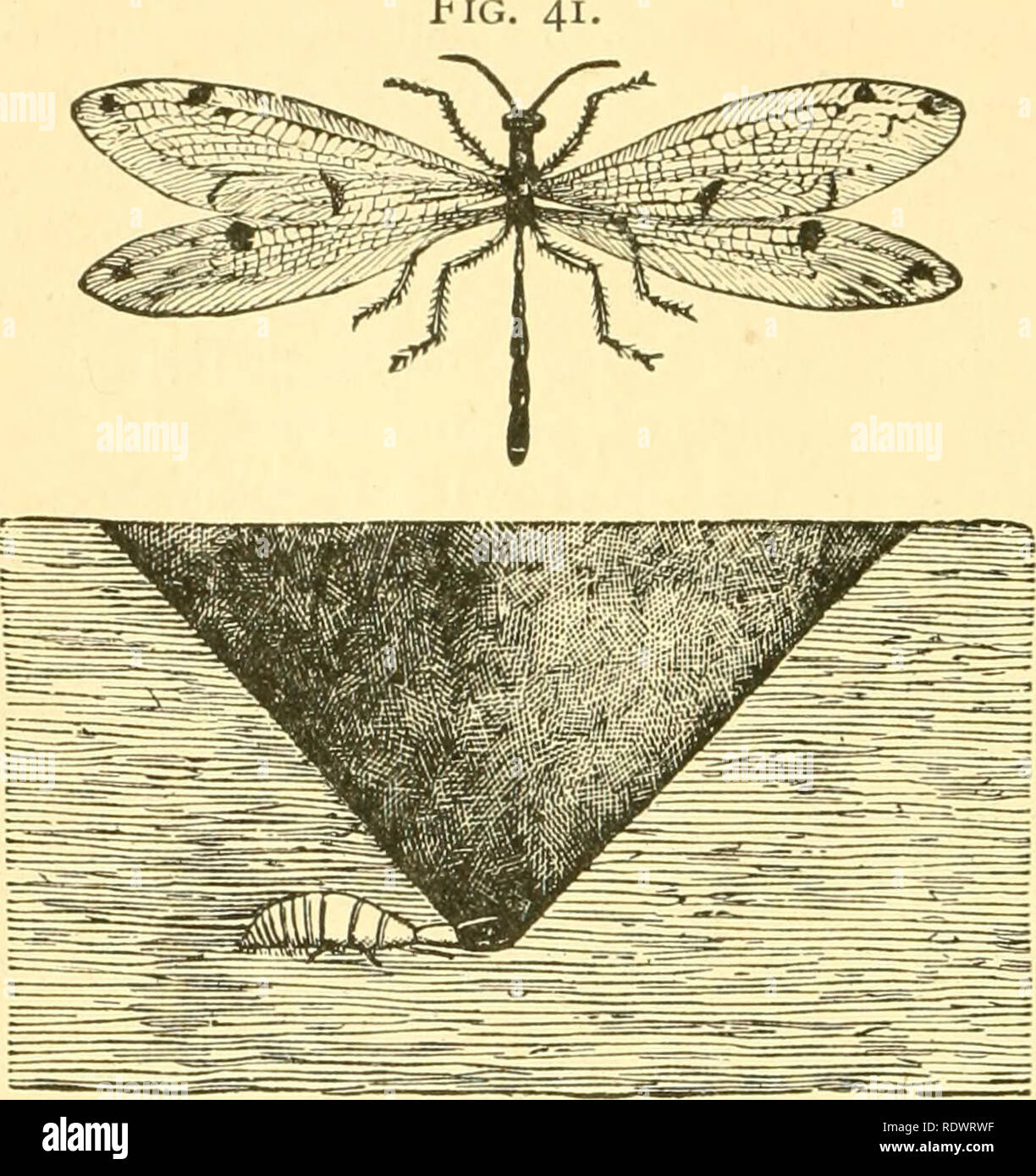Sand pit ant hi-res stock photography and images - Alamy