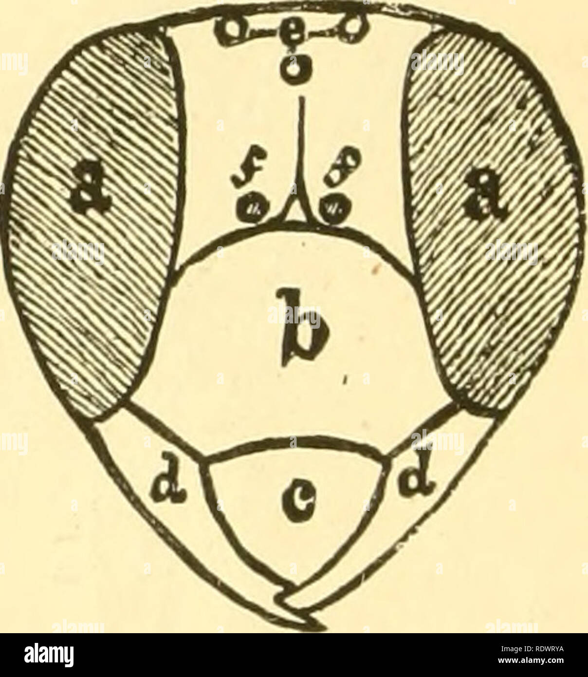 . Economic entomology for the farmer and fruit-grower. Beneficial ...