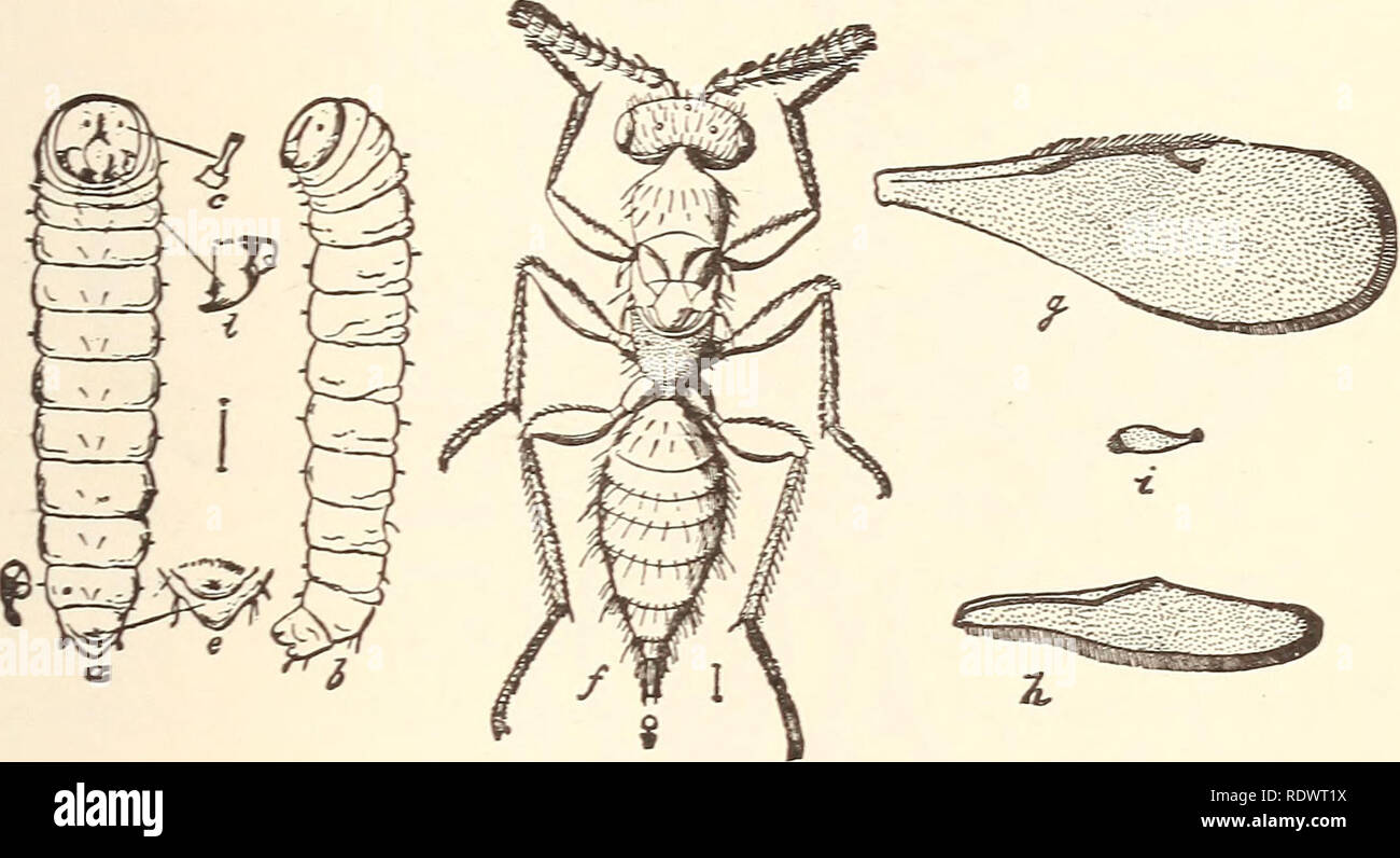 The hind wing of the species isosoma tritici hi-res stock photography ...