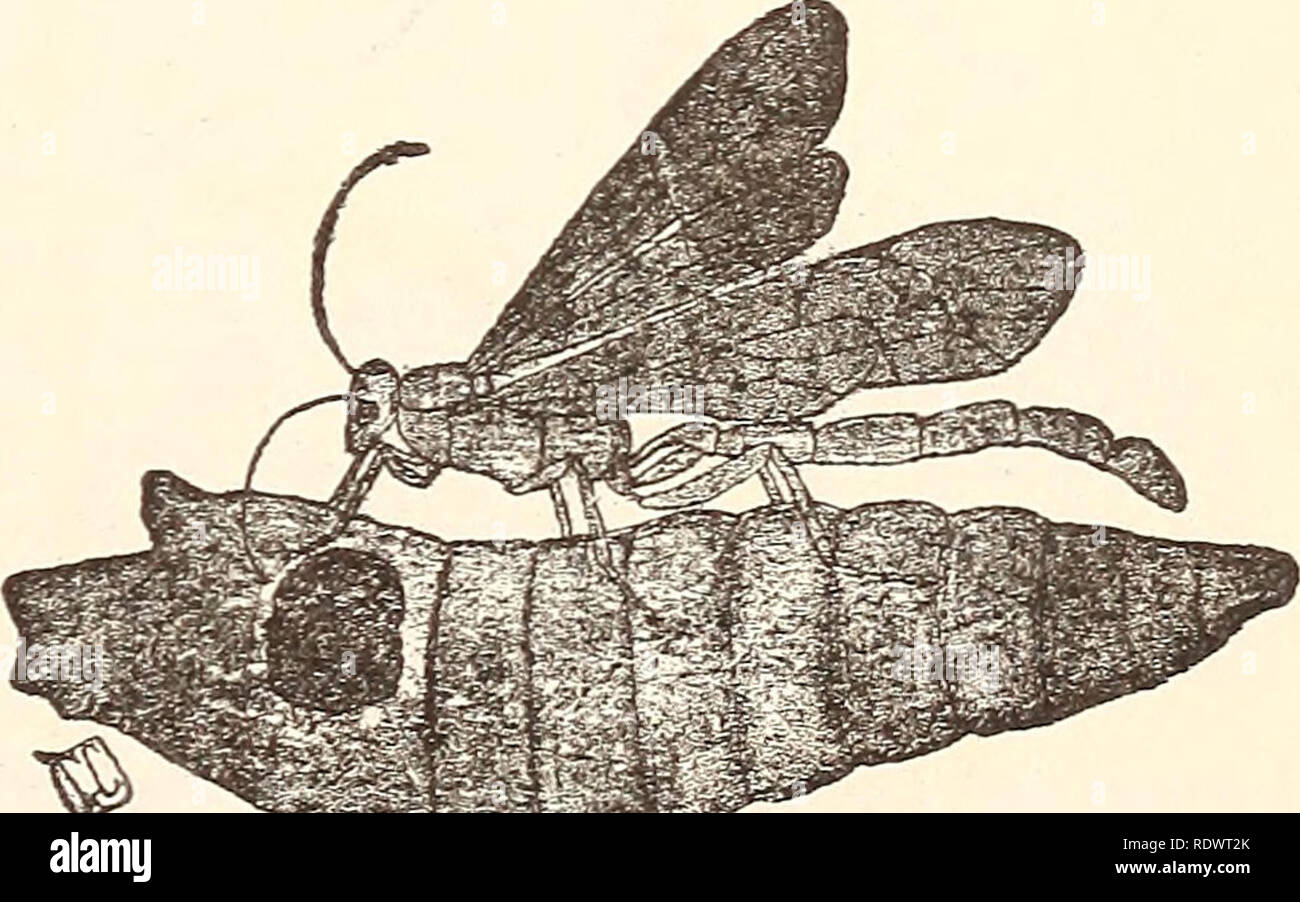 . Economic entomology for the farmer... Pimpla conquisitor.—a, larva; c ...