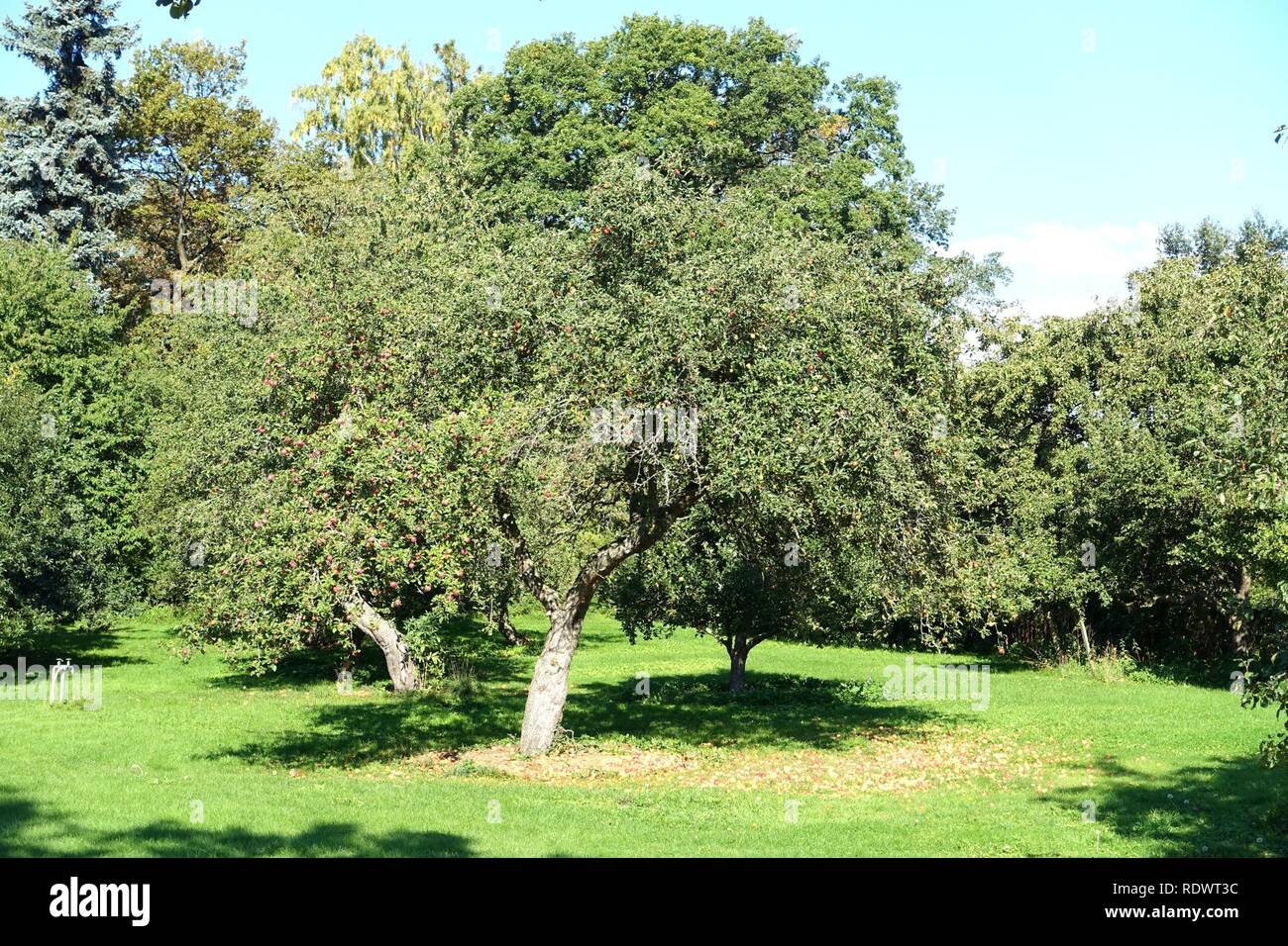 Bergianska Tradgarden High Resolution Stock Photography and Images - Alamy