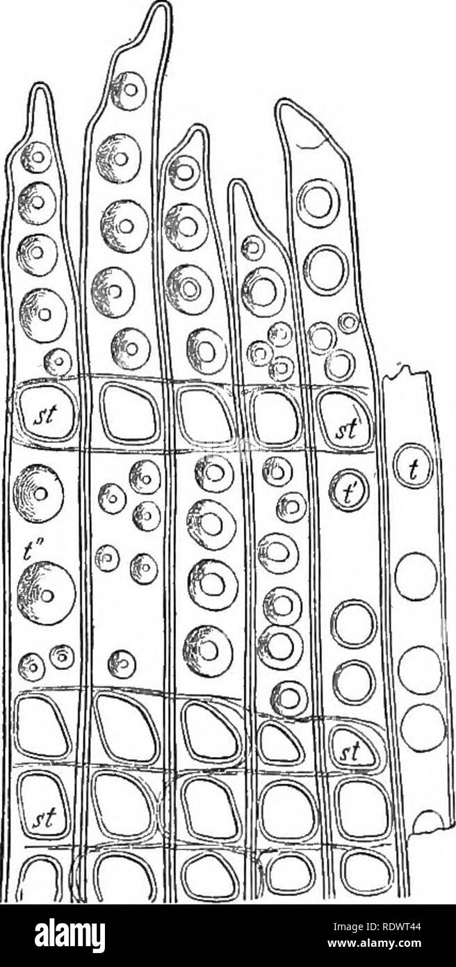 Longitudinal cross section of the stem hi-res stock photography and ...