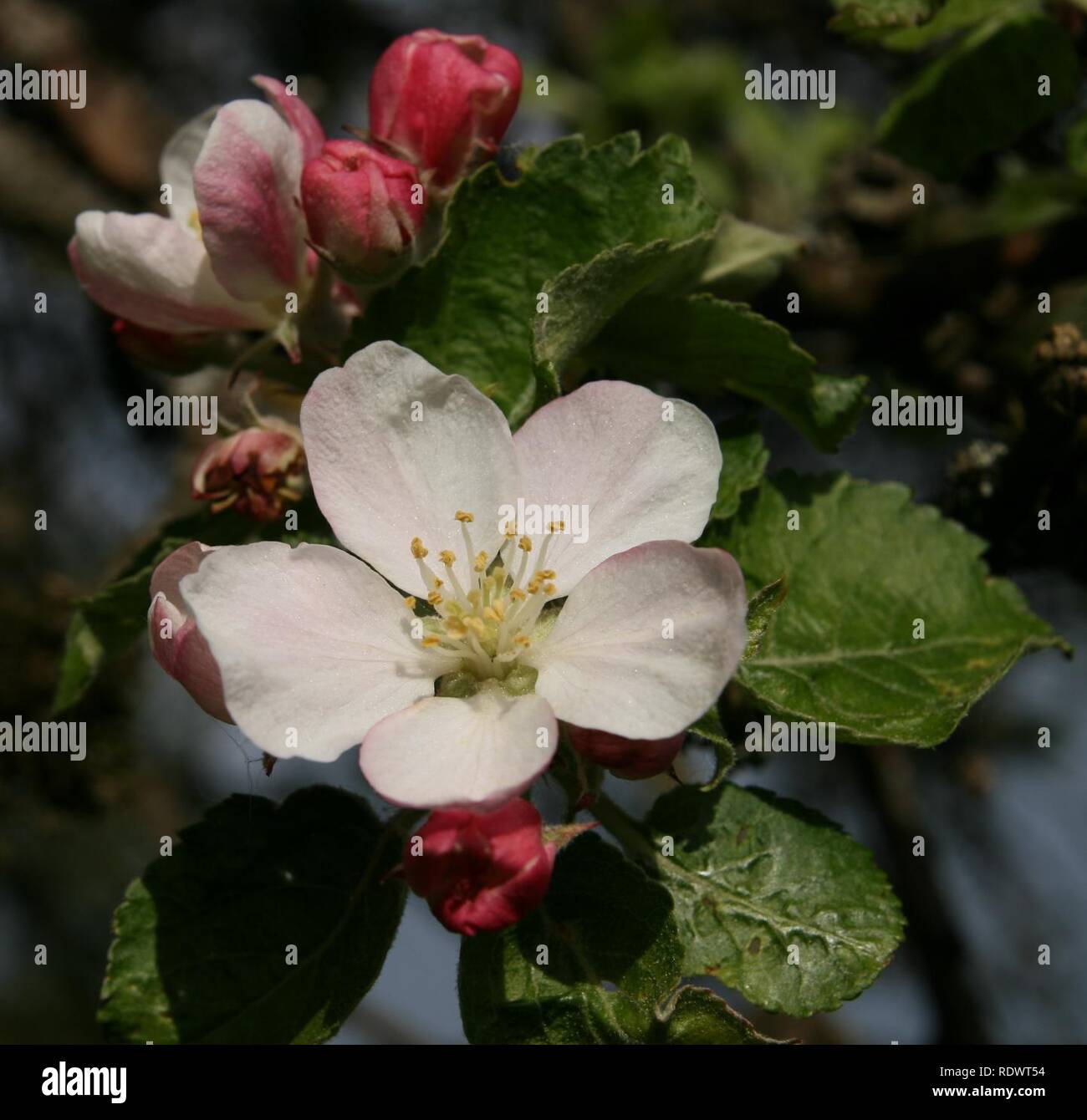Apple Blossom Graue Französische Renette Stock Photo - Alamy
