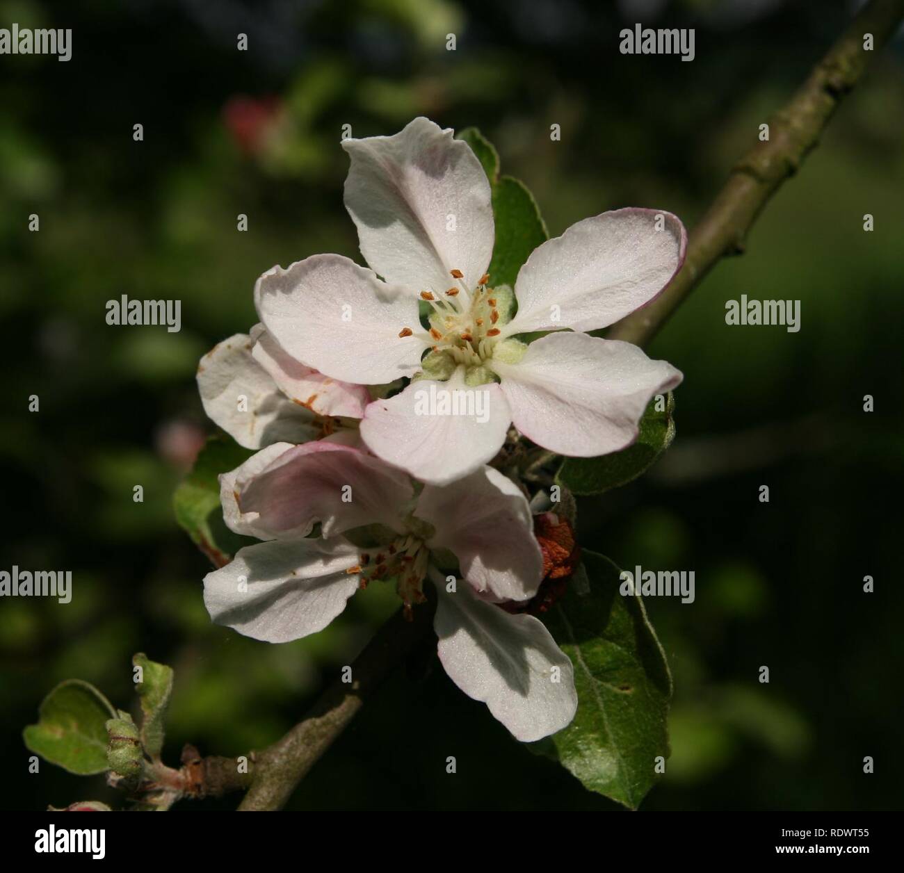 Jacques lebel hi-res stock photography and images - Alamy