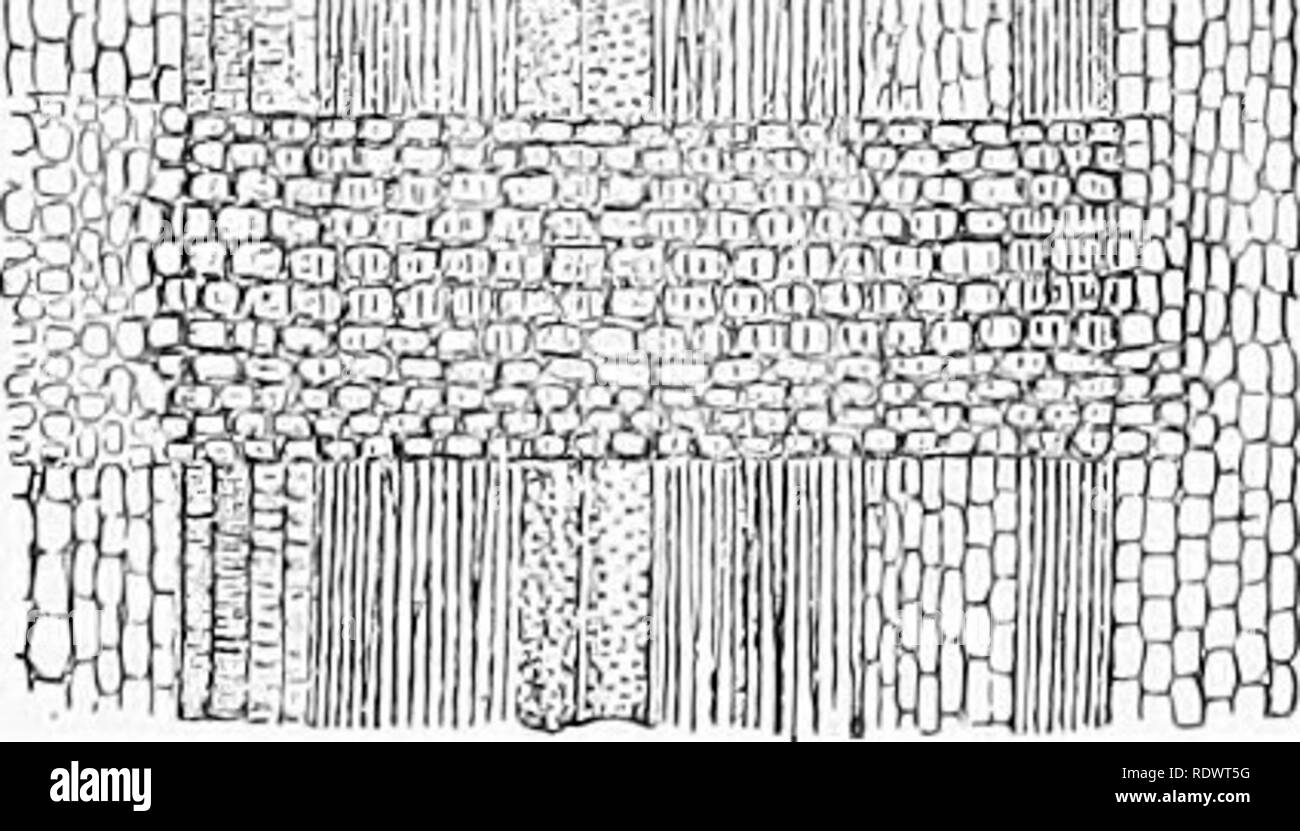 . Elements of botany. Botany; Botany. 56 ELEMENTS OF BOTANY. 77. Sieve ...