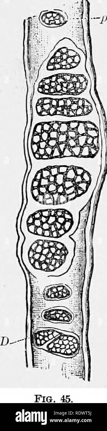 . Elements of botany. Botany; Botany. Fig. 44.. Pig. 42. — Portion of a ...