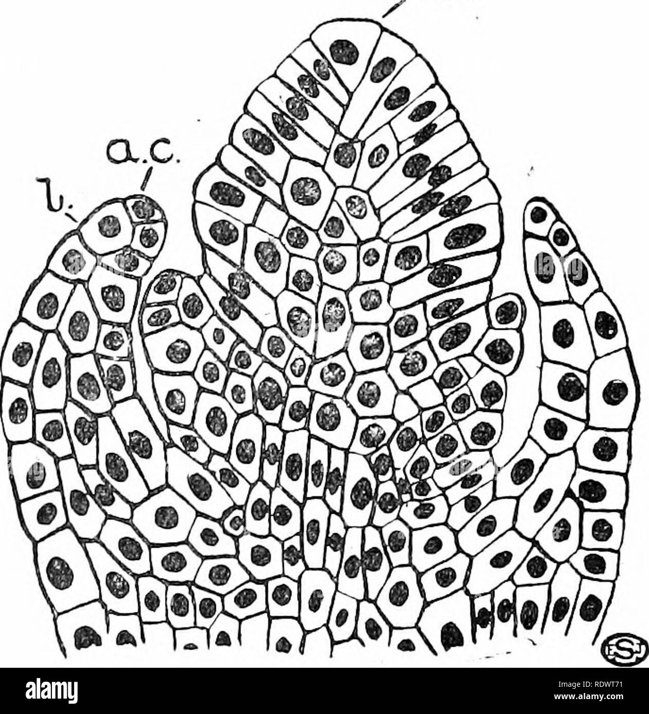 Fern growing from base Black and White Stock Photos & Images - Alamy