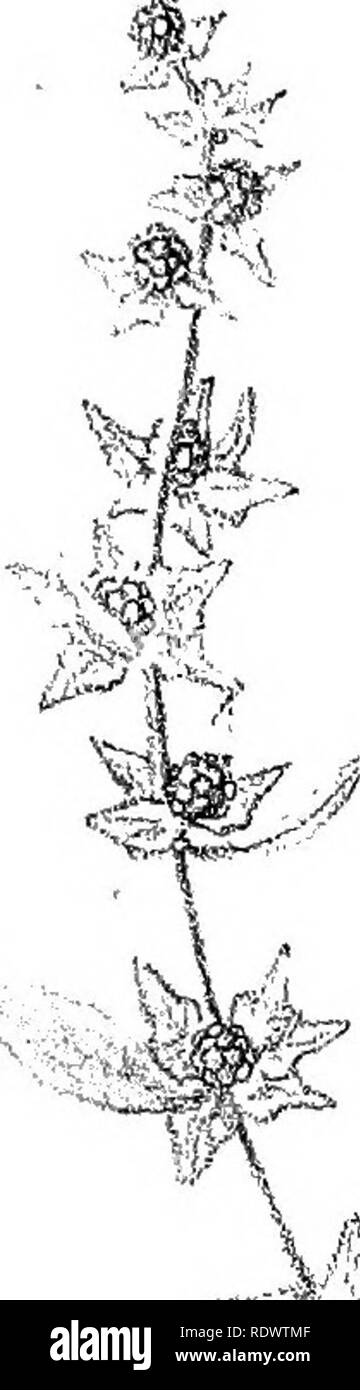 Australian plant families Black and White Stock Photos & Images - Alamy