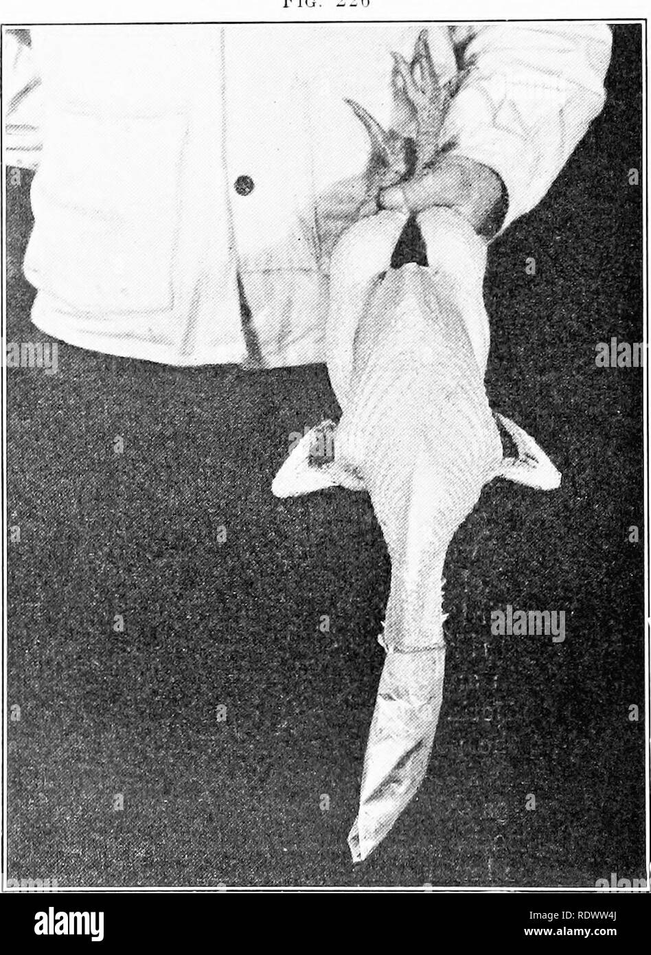 Scrape skin Black and White Stock Photos & Images - Alamy