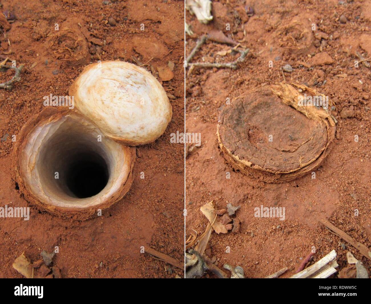 Aptostichus sp. Spider's trapdoor (open and closed Stock Photo - Alamy