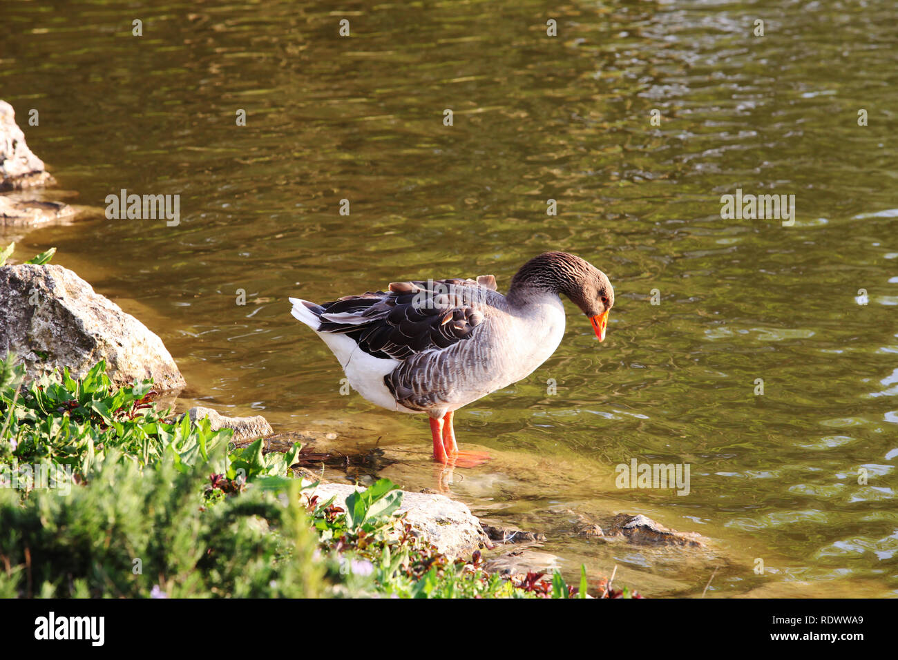 Red lake turkey hi-res stock photography and images - Alamy