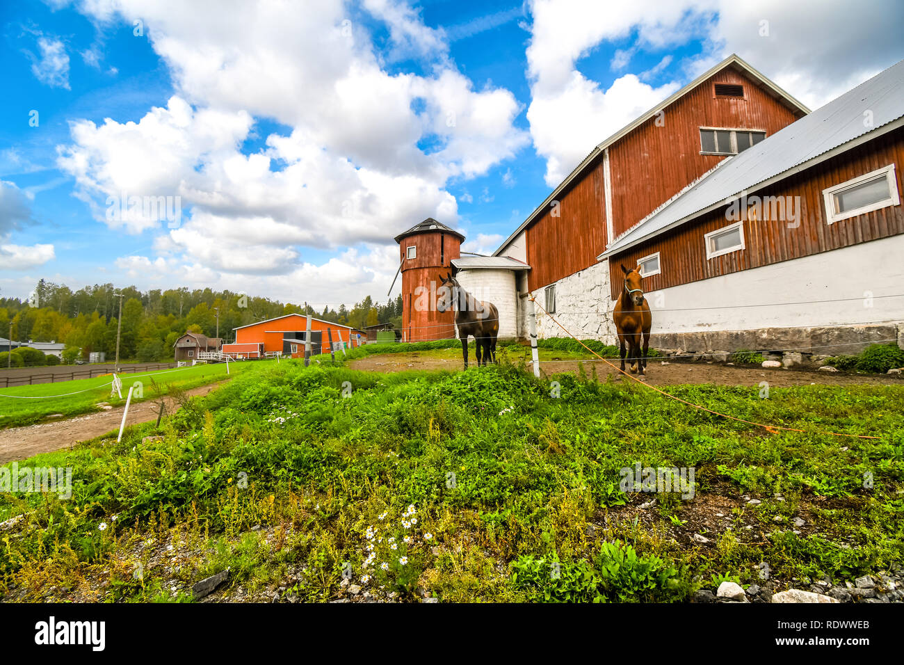 Finland livestock hi-res stock photography and images - Alamy