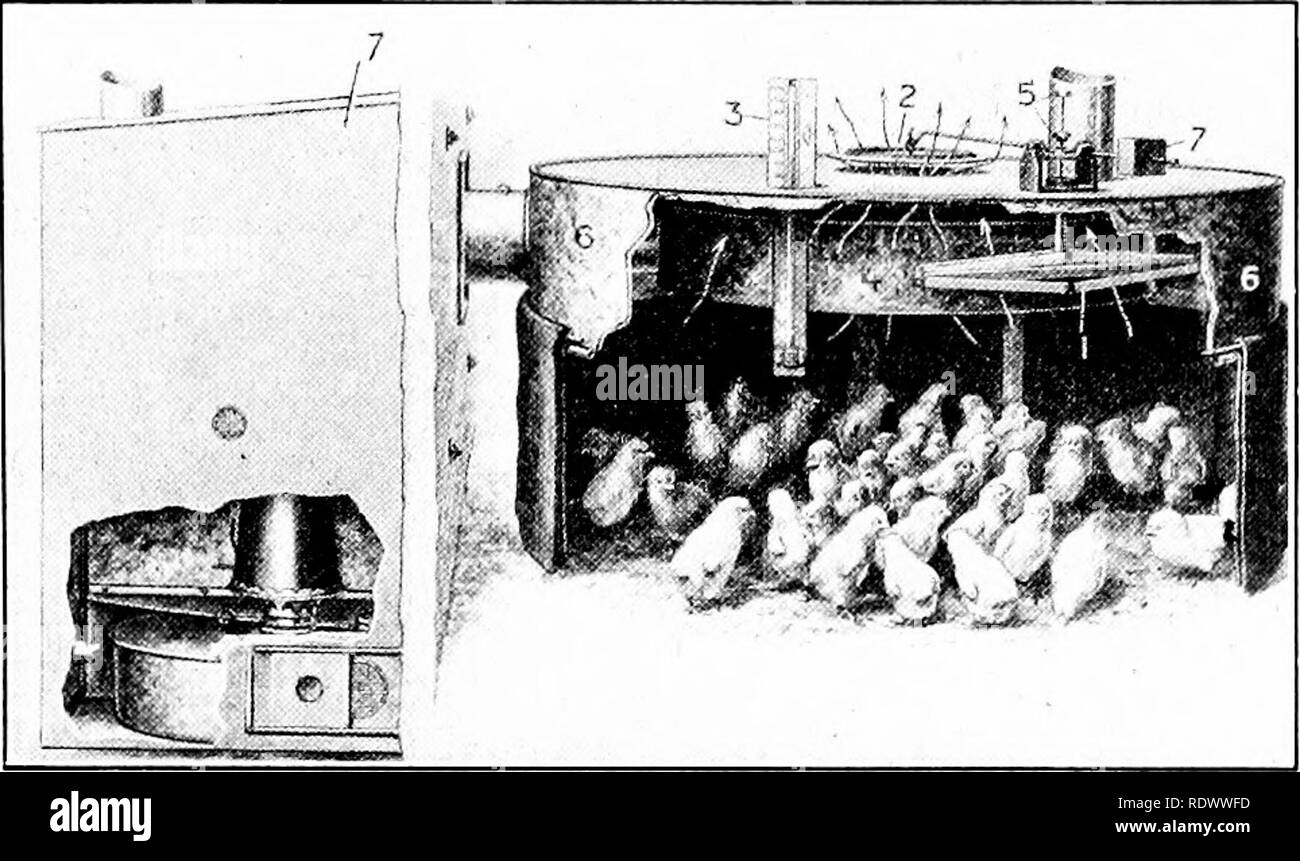 . Poultry production. Poultry. ARTIFICIAL BROODING 235 or both. Bottom ...