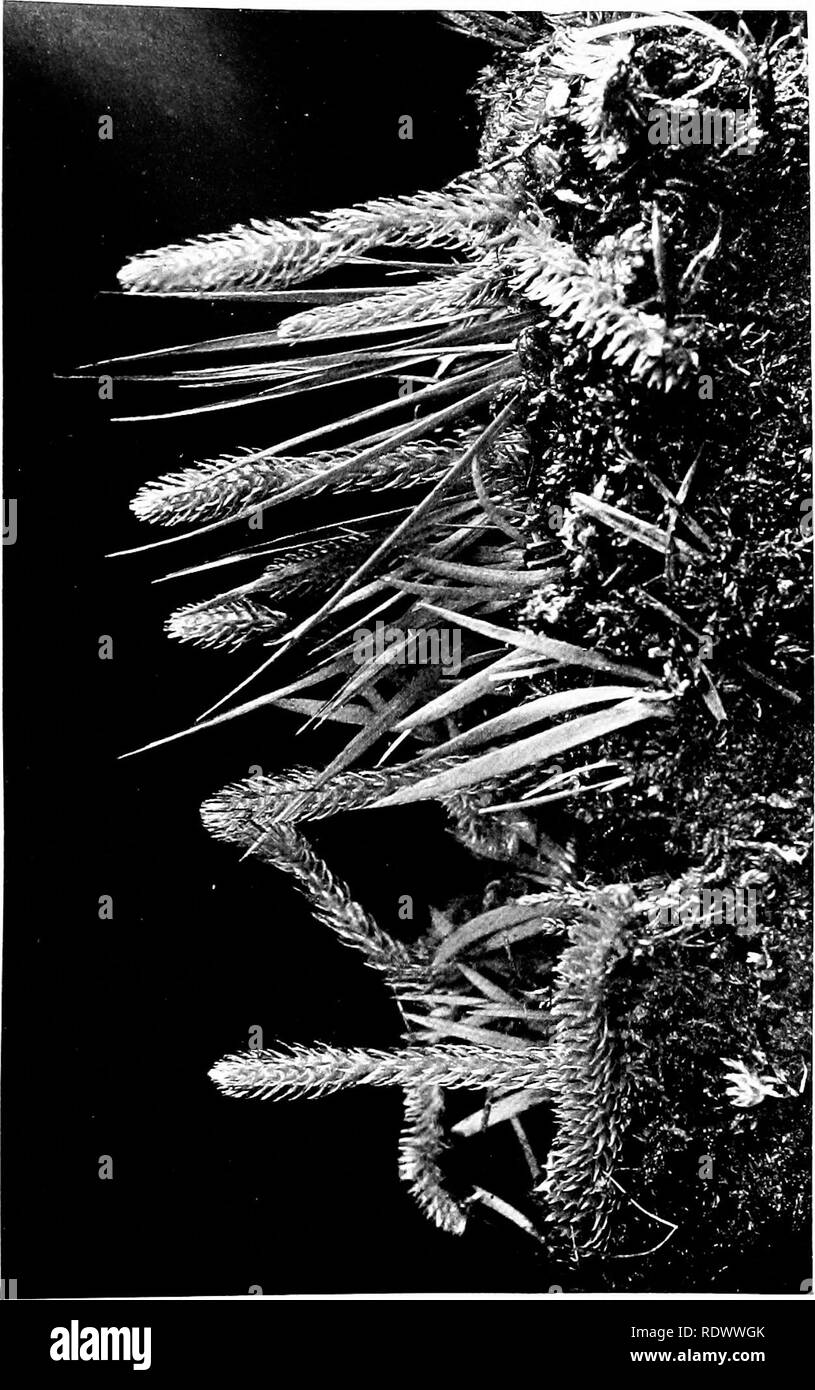 Cryptogams High Resolution Stock Photography and Images - Alamy