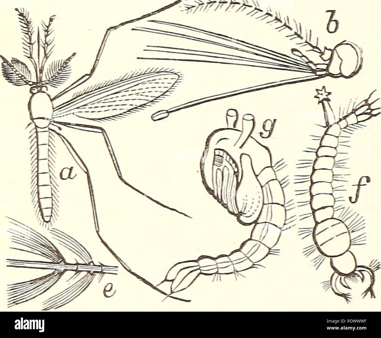 Male mosquito larva hi-res stock photography and images - Alamy