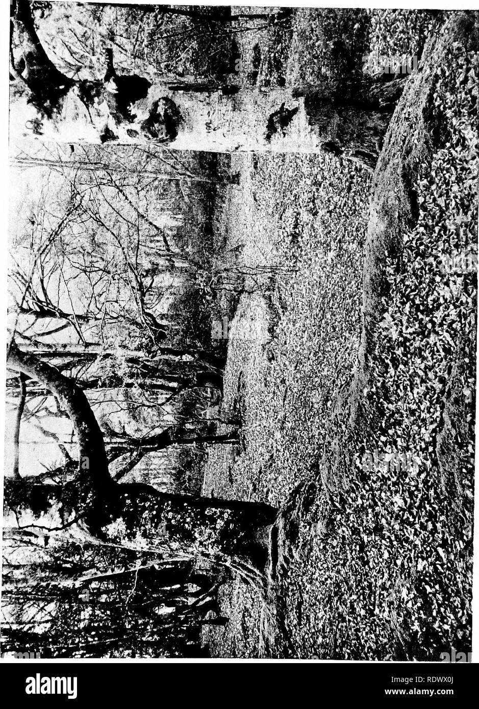 Cryptogams High Resolution Stock Photography and Images - Alamy