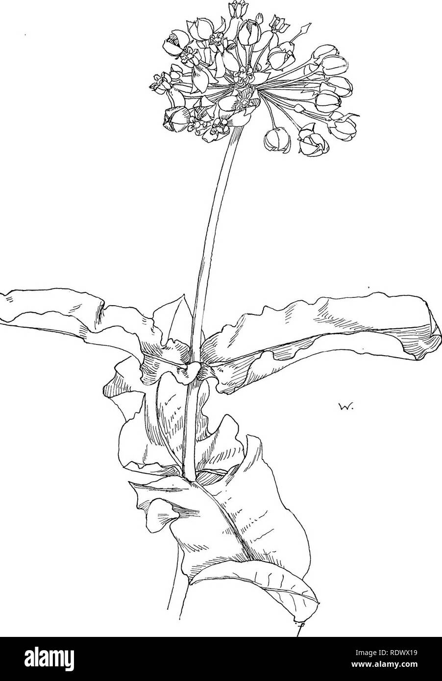 Swamp Milkweed Drawing