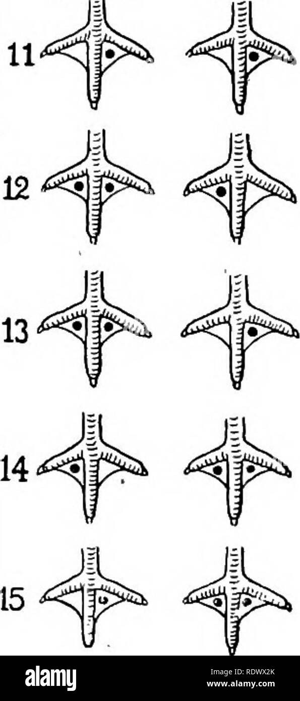 . Poultry production. Poultry. RIGHT LEFT. Showing sixteen ways of toe ...