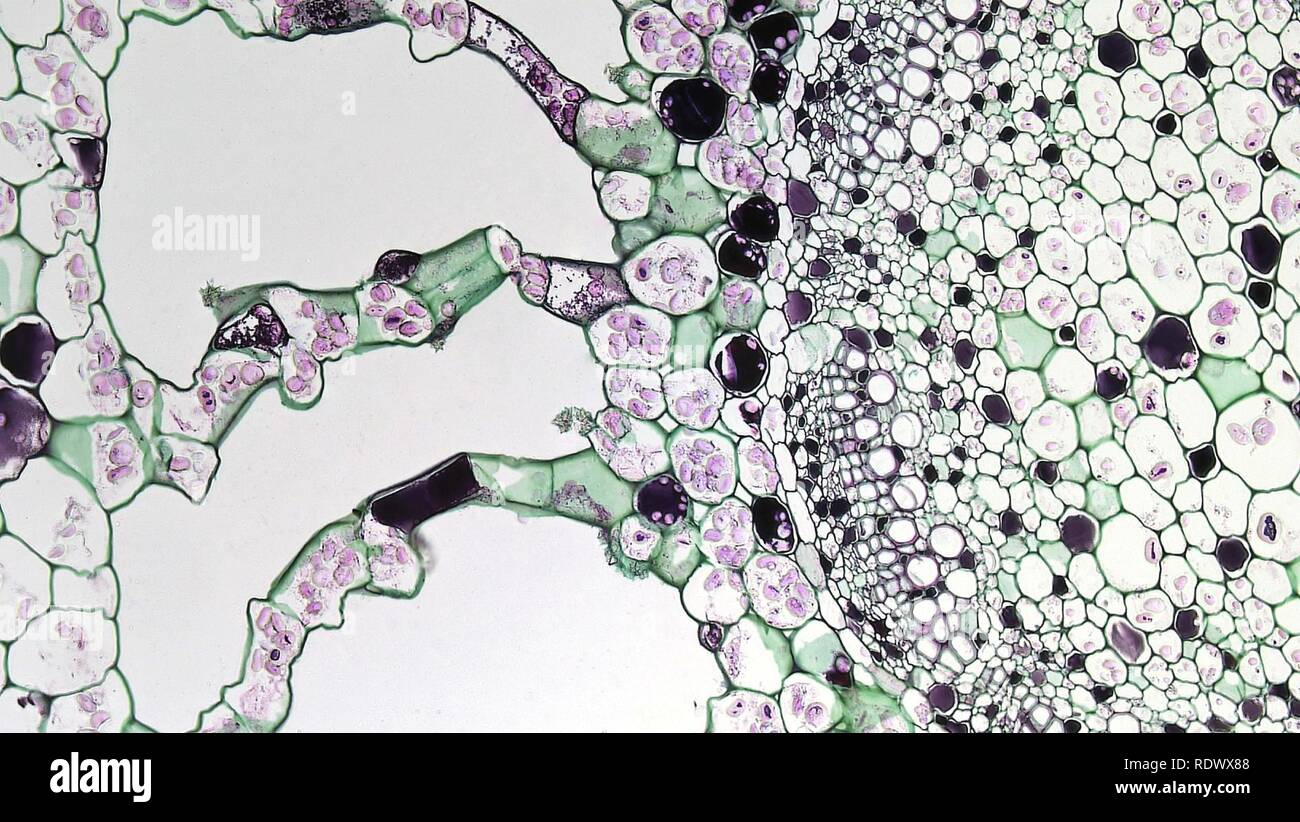 Aquatic Herbaceous Dicot Stem Inner Cortex in Myriophyllum (36453644974 ...