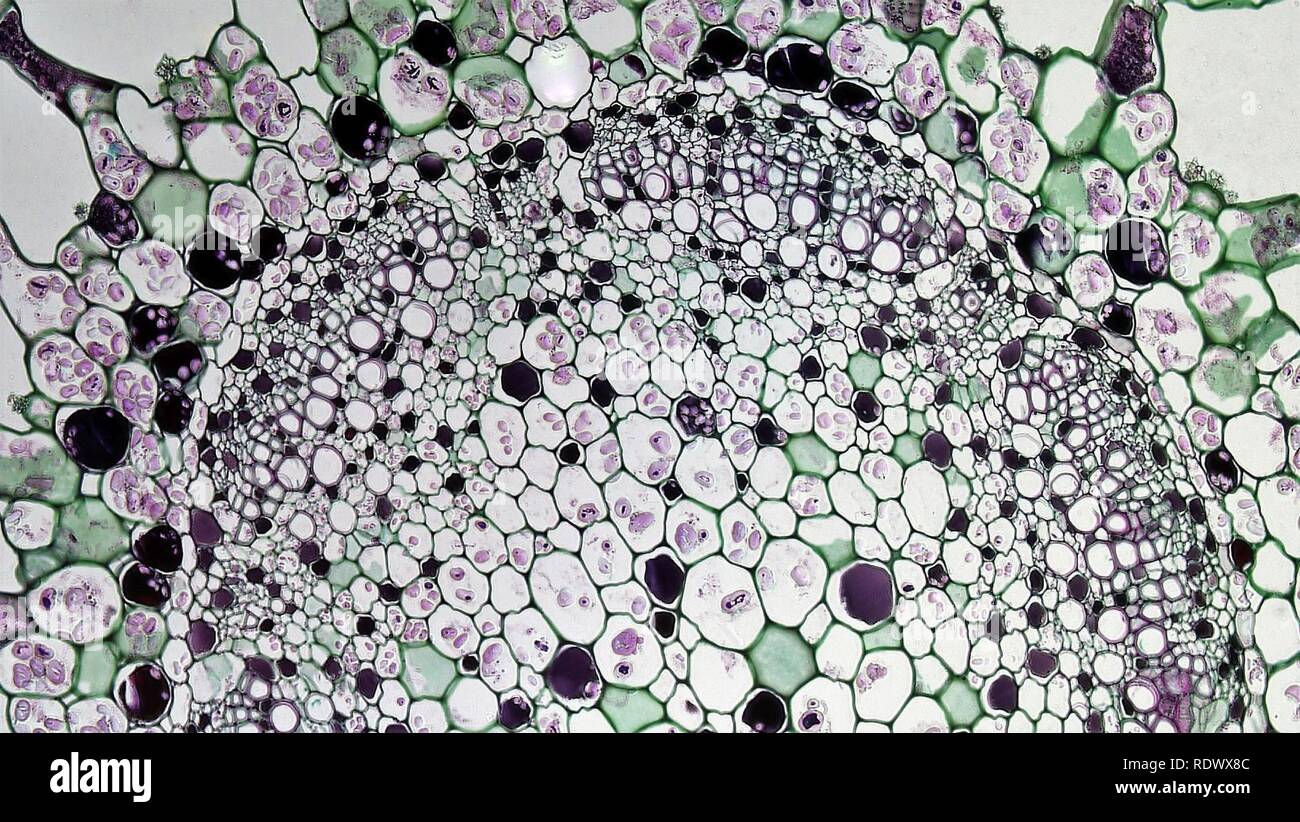 Aquatic Herbaceous Dicot Stem Pith in Myriophyllum (36476832743 Stock ...