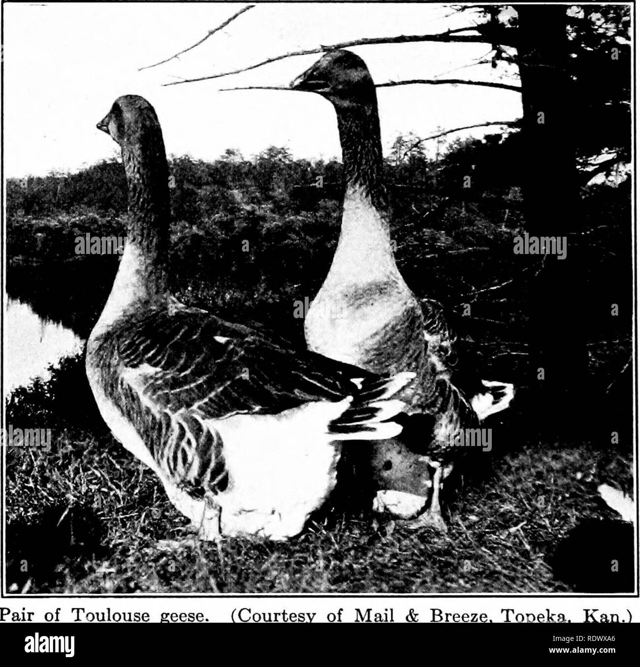 Toulouse geese Black and White Stock Photos & Images - Alamy