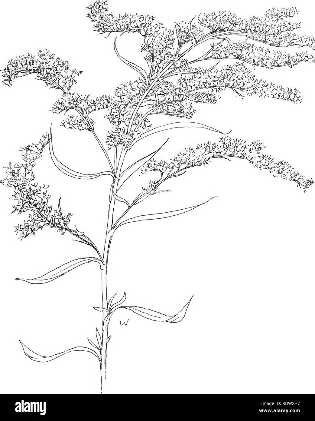 Goldenrod Coloring Page