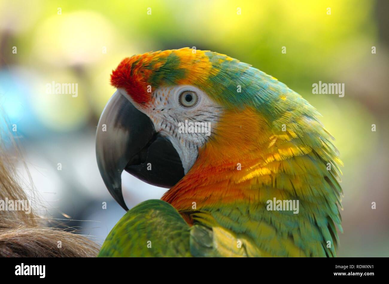 Ara hybrid with its owner-8b Stock Photo - Alamy