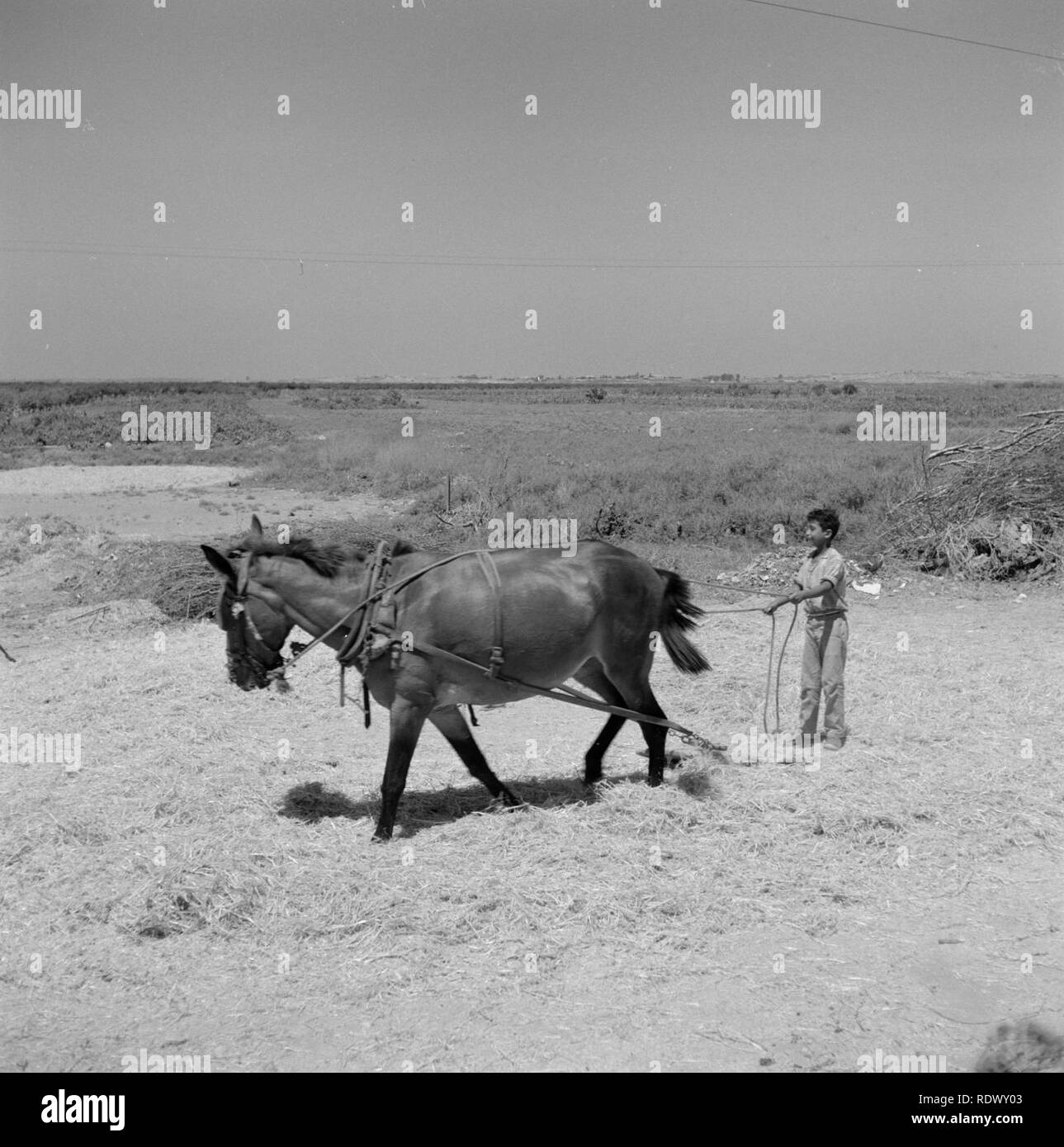 Arabische jongen die op een dorsslede staat die door een muilezel wordt ...