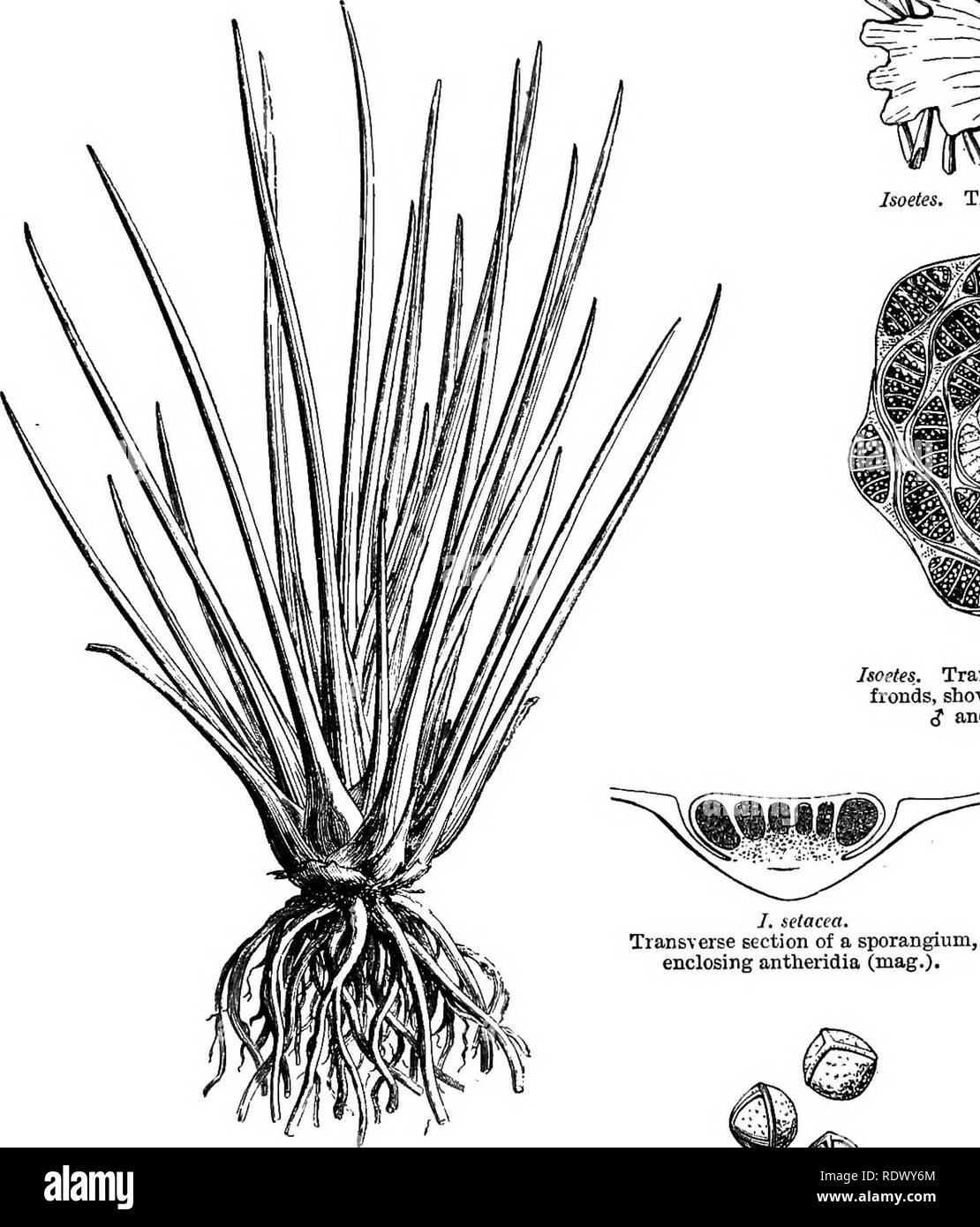. A general system of botany, descriptive and analytical. In two parts ...