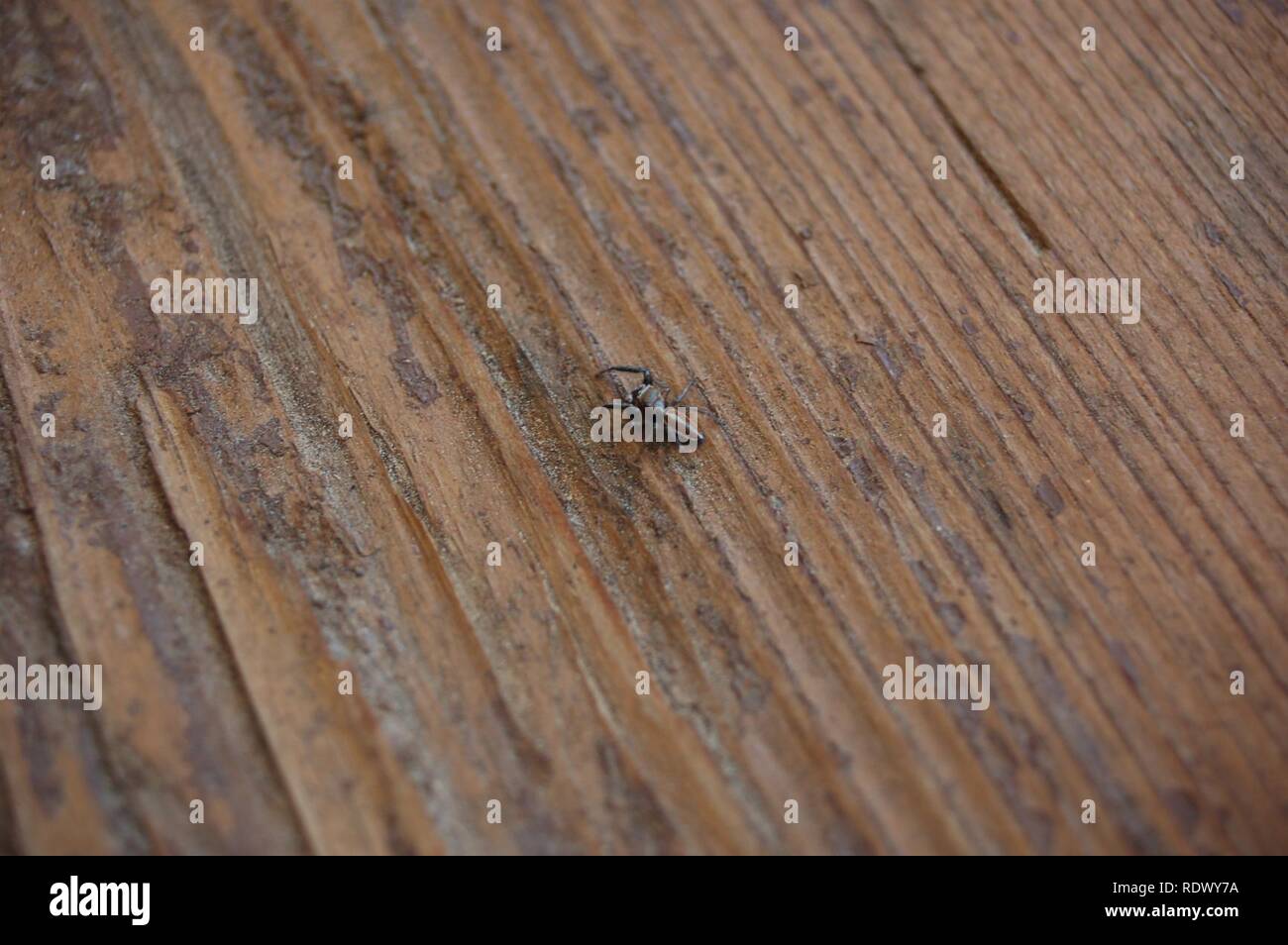 Araigne hi-res stock photography and images - Alamy