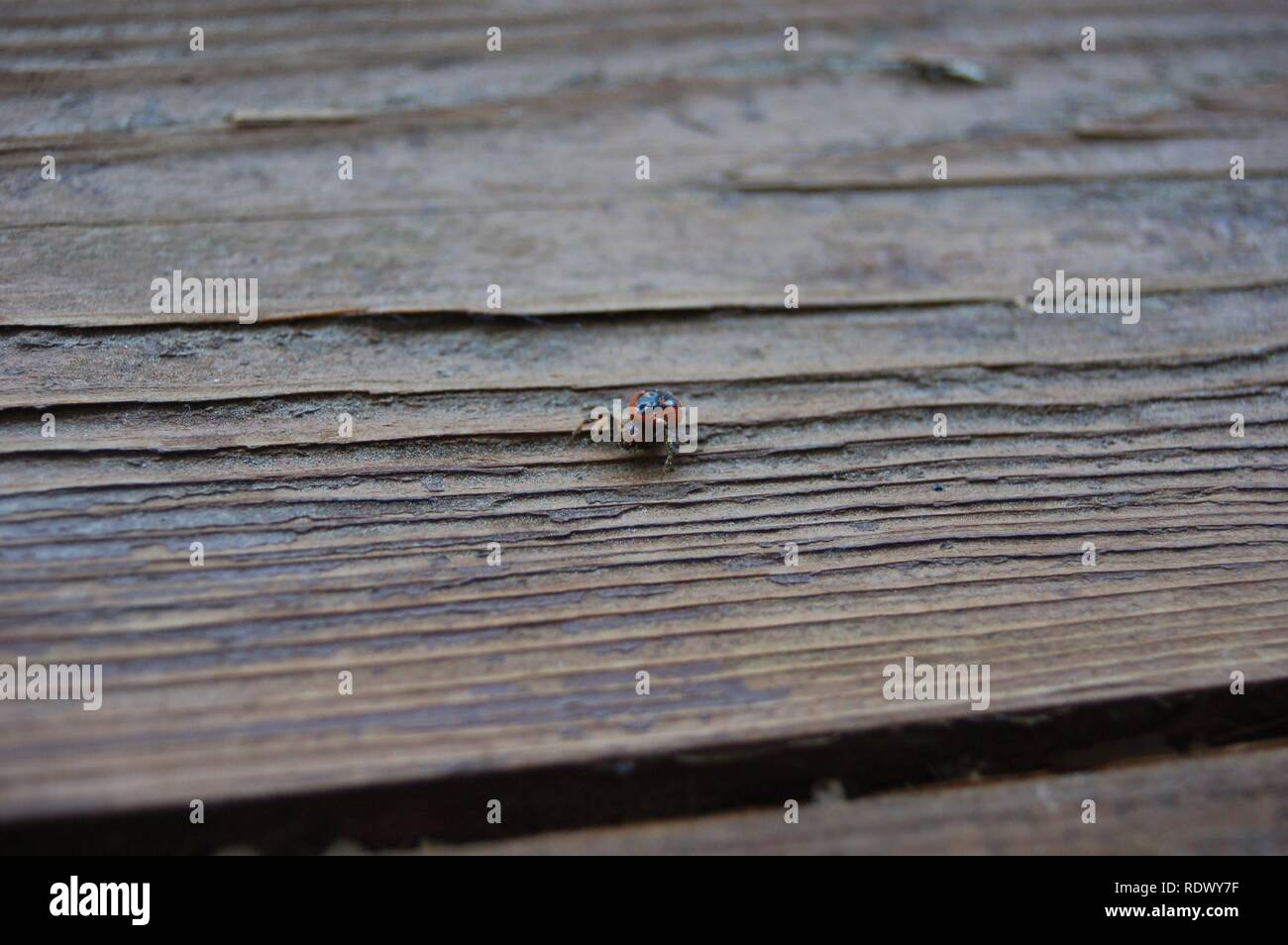 Araignée High Resolution Stock Photography and Images - Alamy