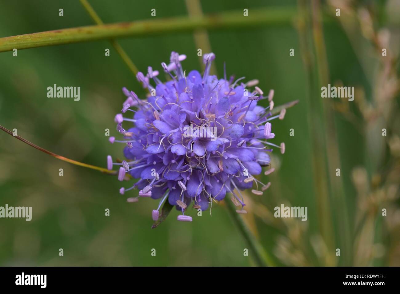 Insectes insectes noirs hi-res stock photography and images - Alamy